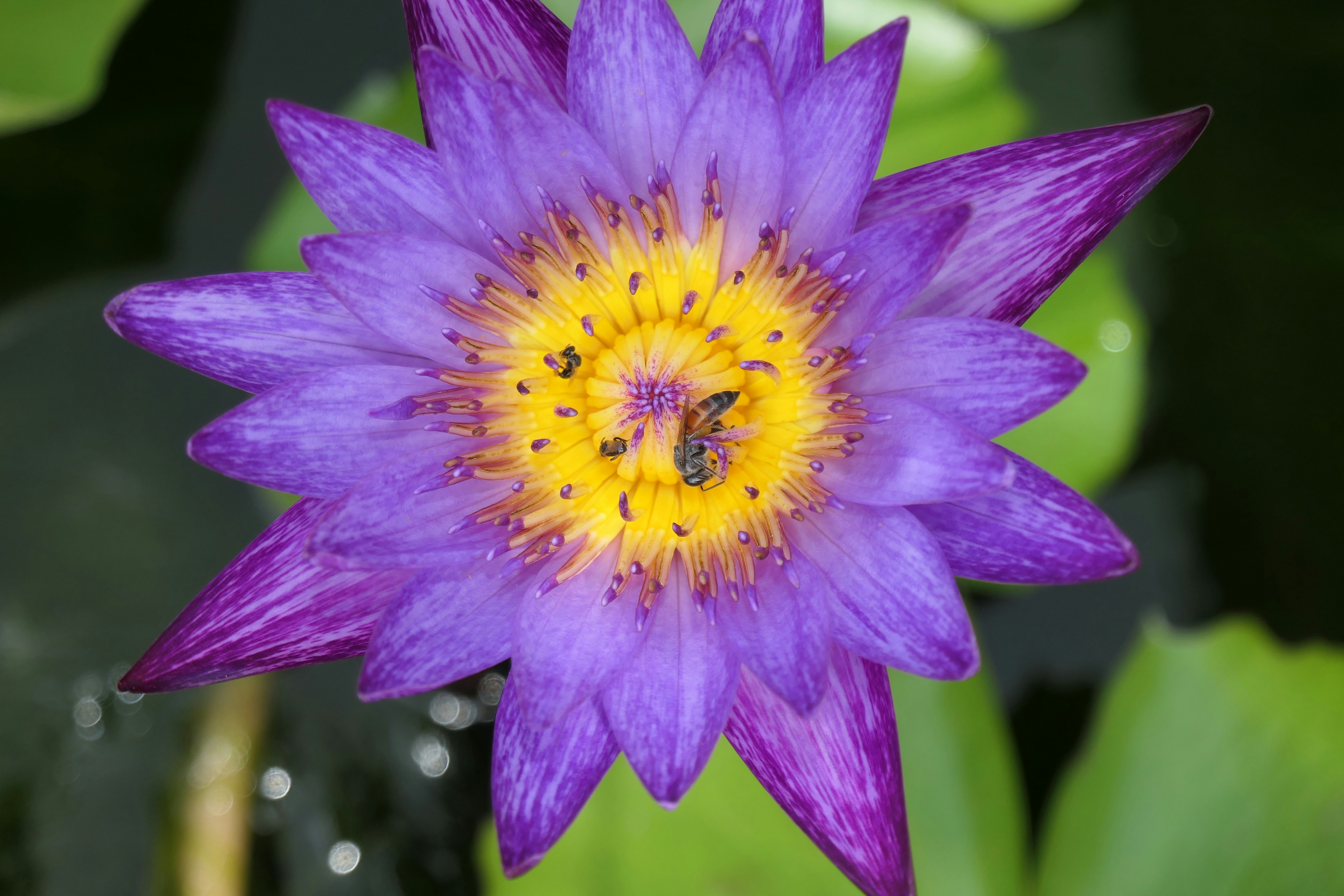 A purple water lily with a bee collecting nectar.