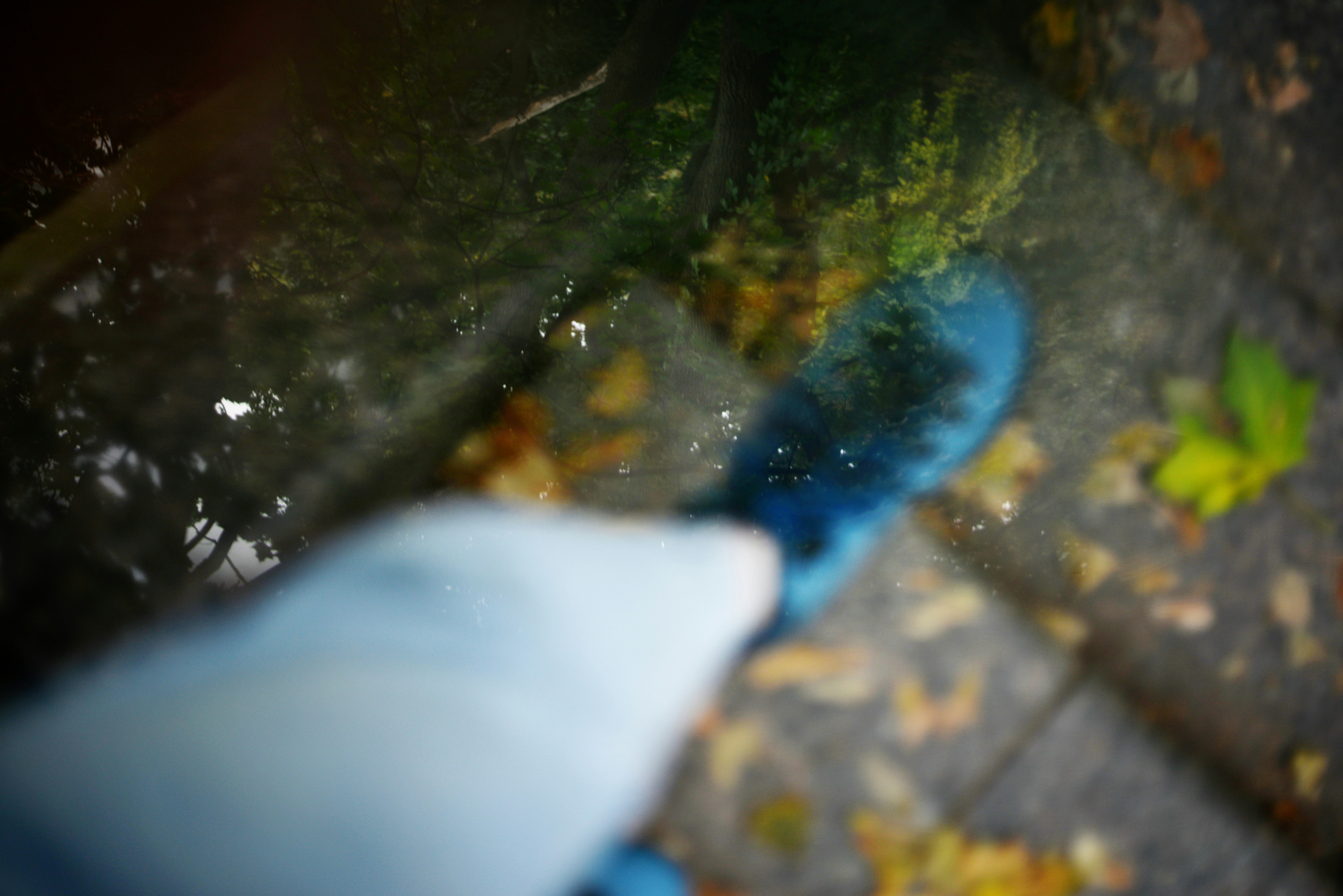 Blue brush cleaning a wet, leaf-covered path.
