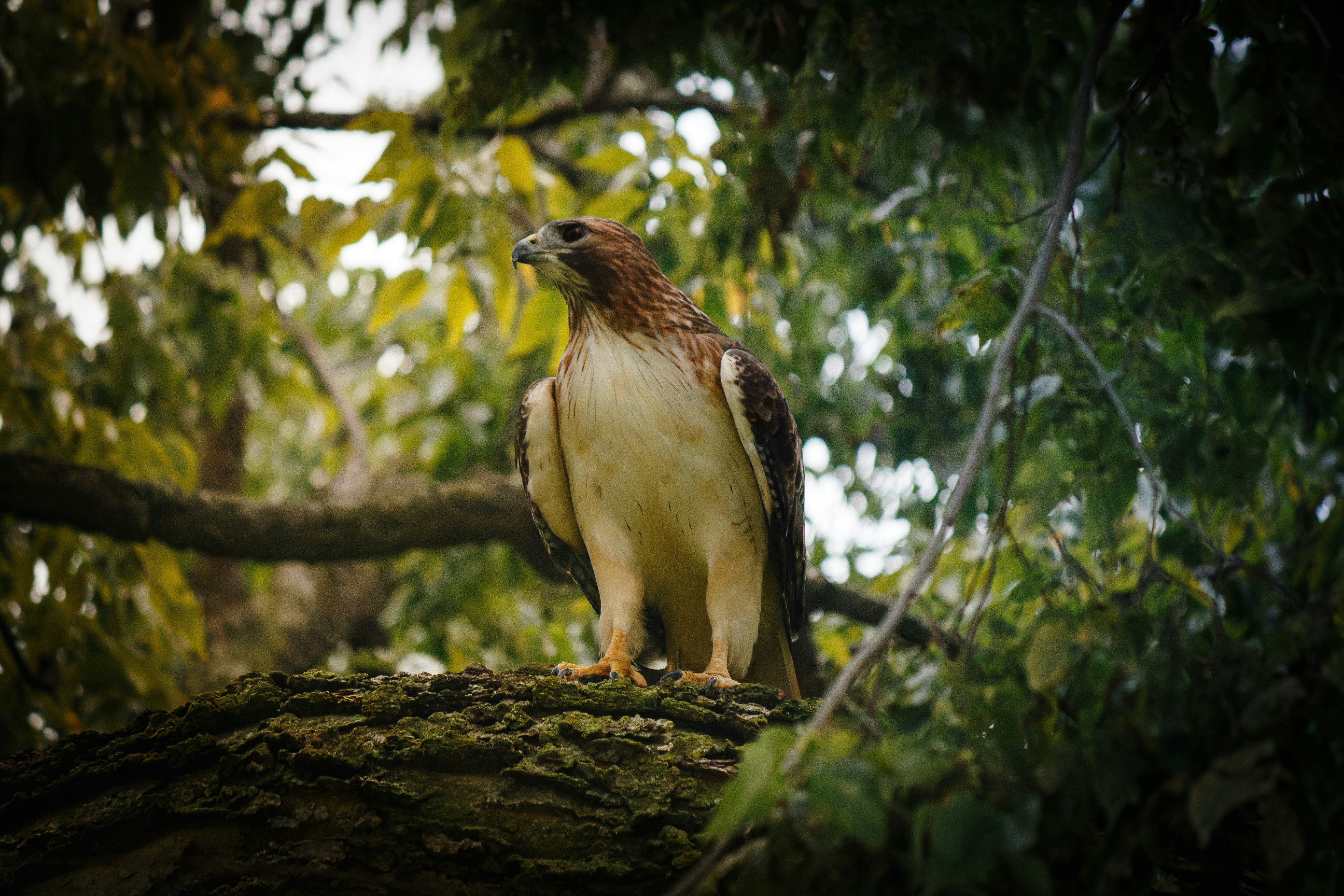 Majestic Sentinel of the Canopy