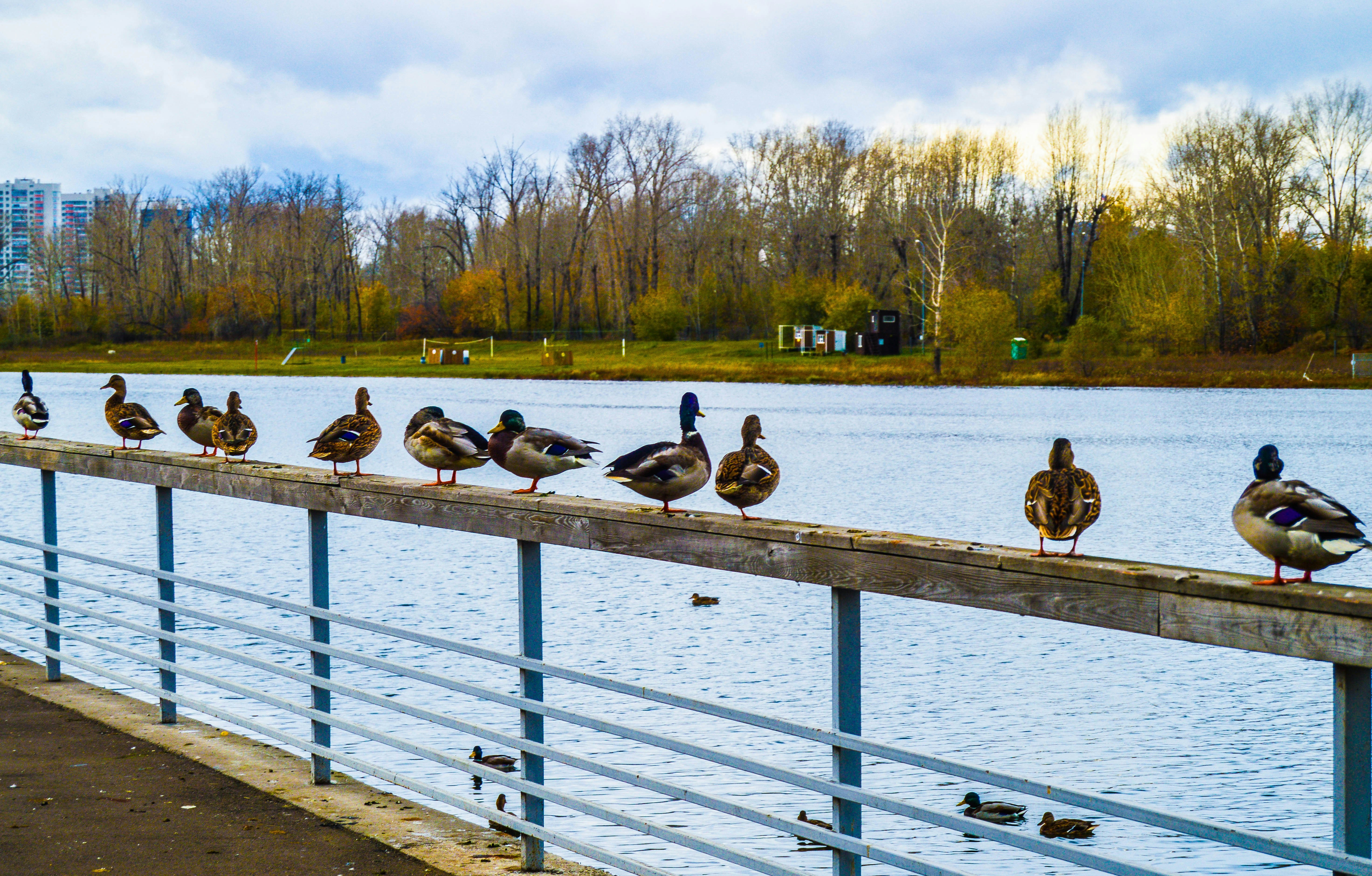 Harmony on the Water: A Duck's Gathering