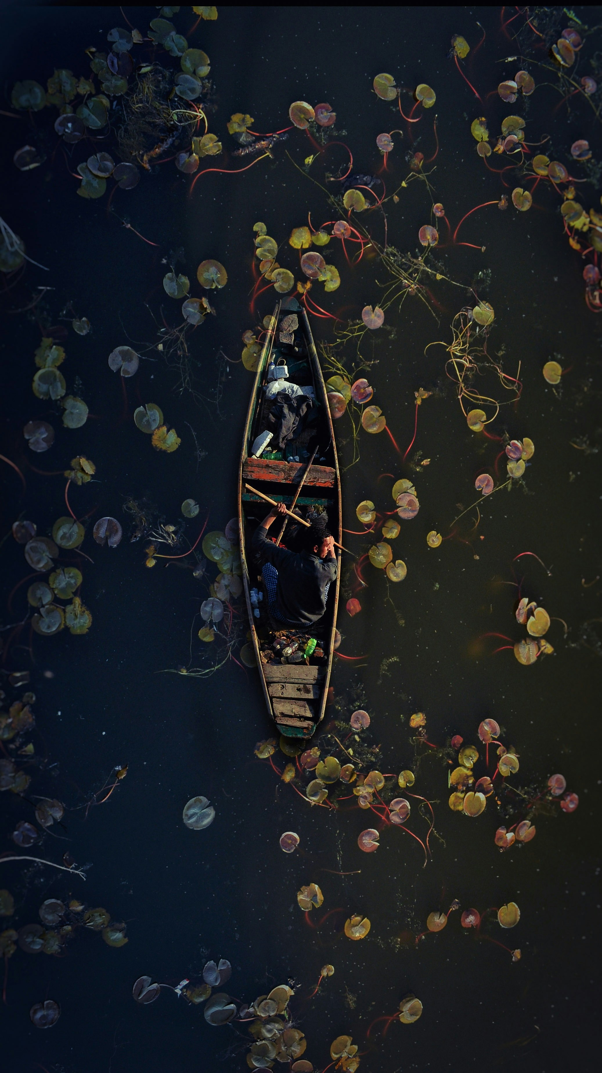 Harmony Among Lilies: A Fisherman's Solitude
