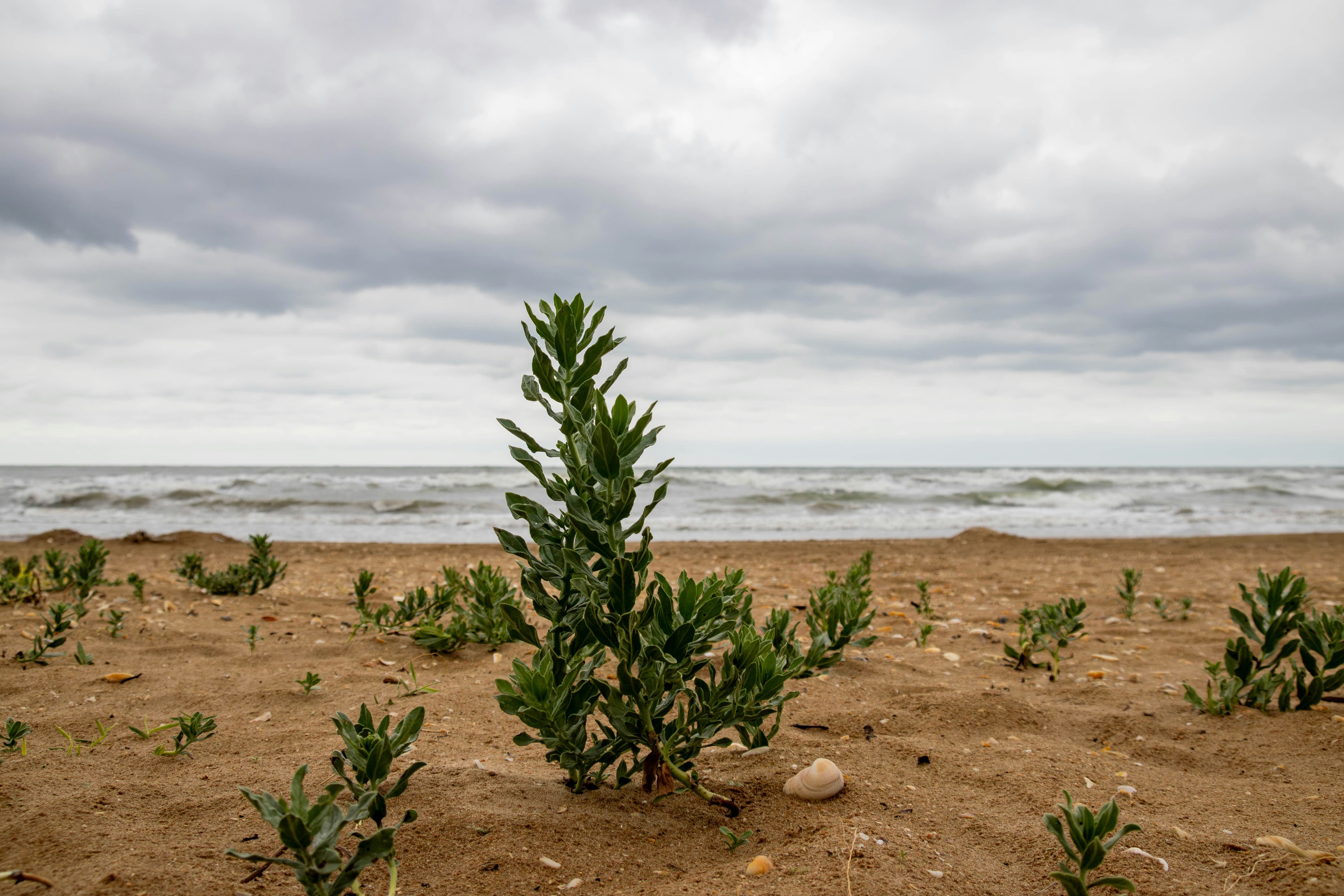 Beach with sea shells | A single green plant grows on a sandy beach.