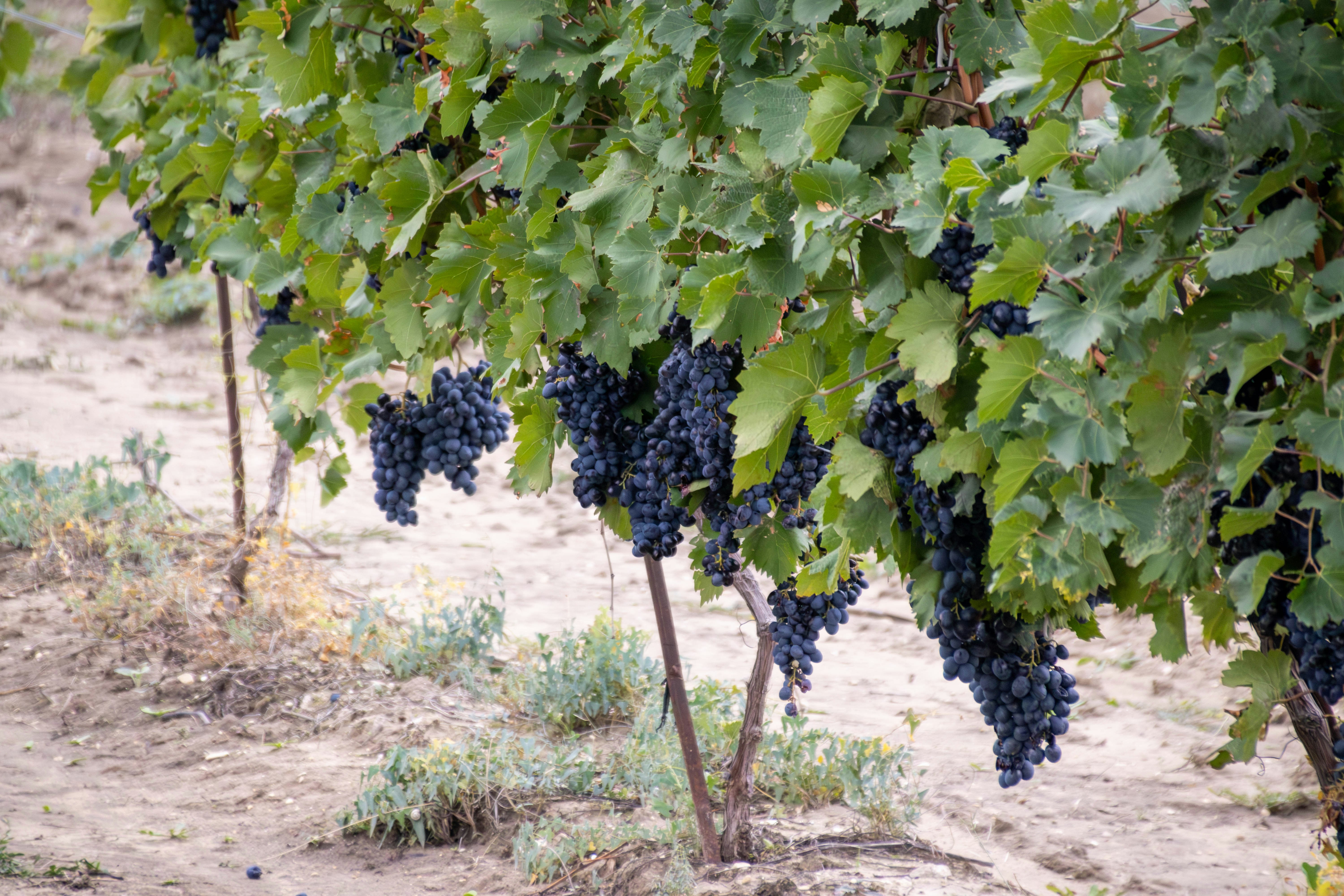 Vineyard | Ripe dark grapes hanging from vines in a vineyard.