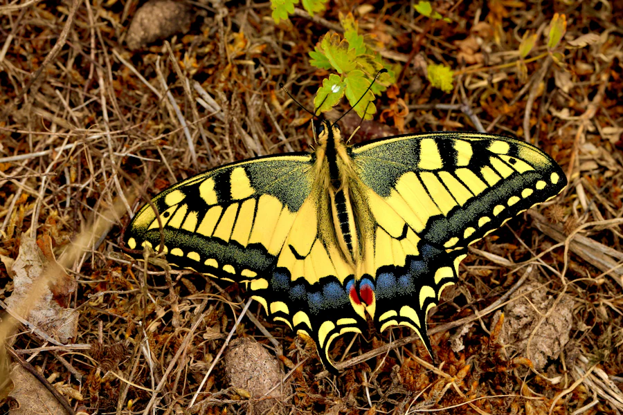 Yellow and black swallowtail butterfly resting on dry leaves and twigs, wings spread open. A small green leaf hovers above it near the top of the frame.