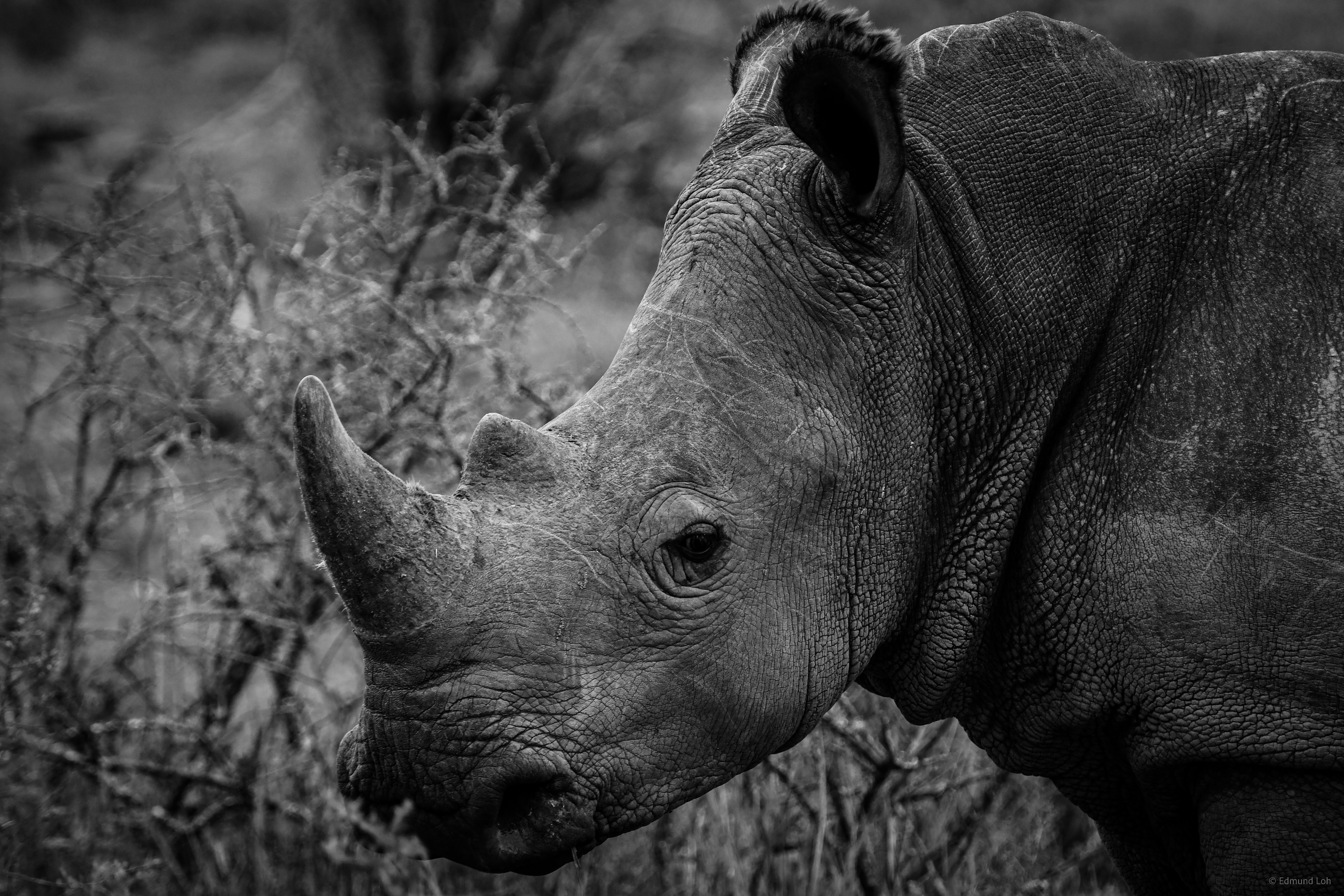 Close-up of a rhinoceros head in black and white.