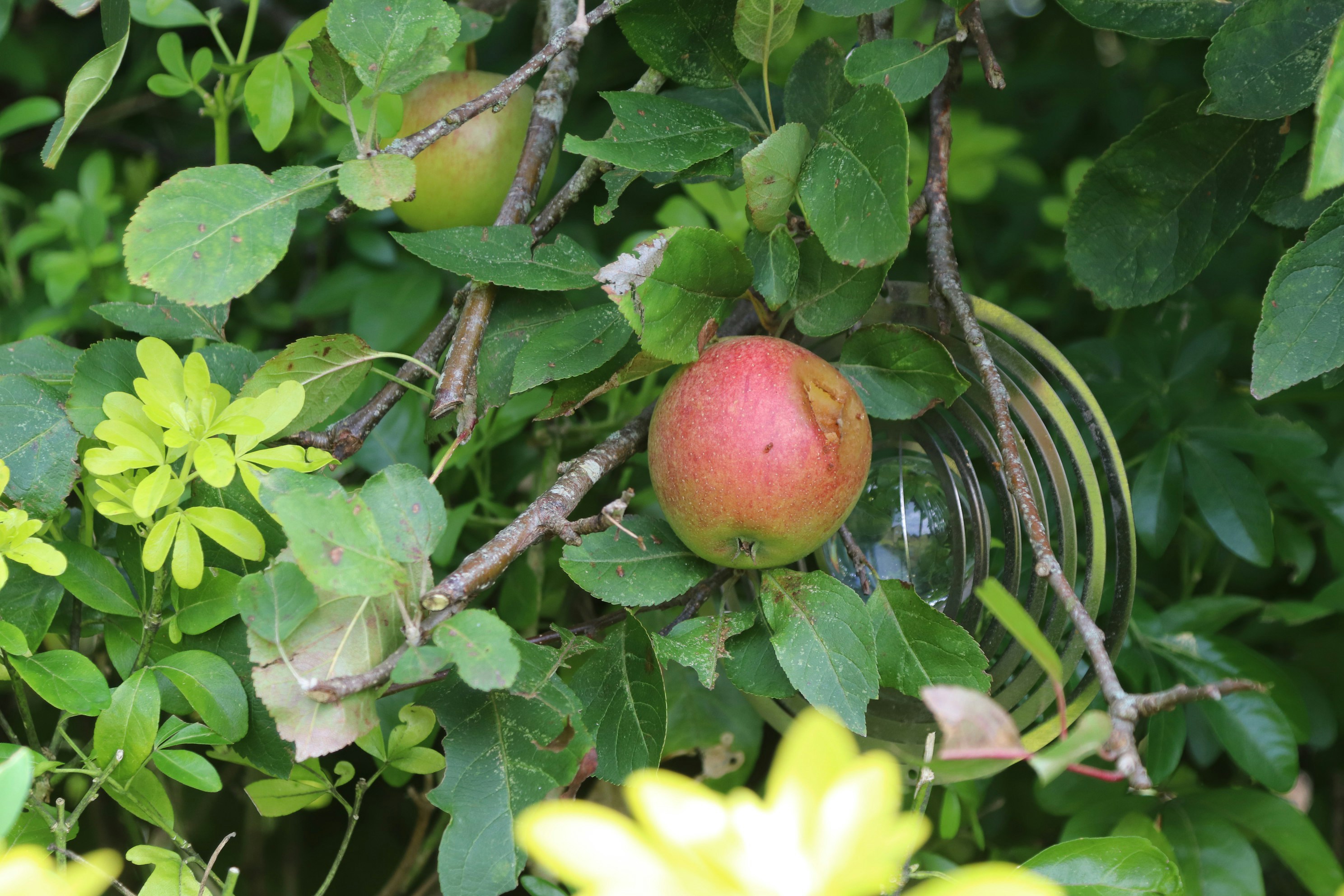 Nature's Hidden Gem: The Apple Amongst the Greenery