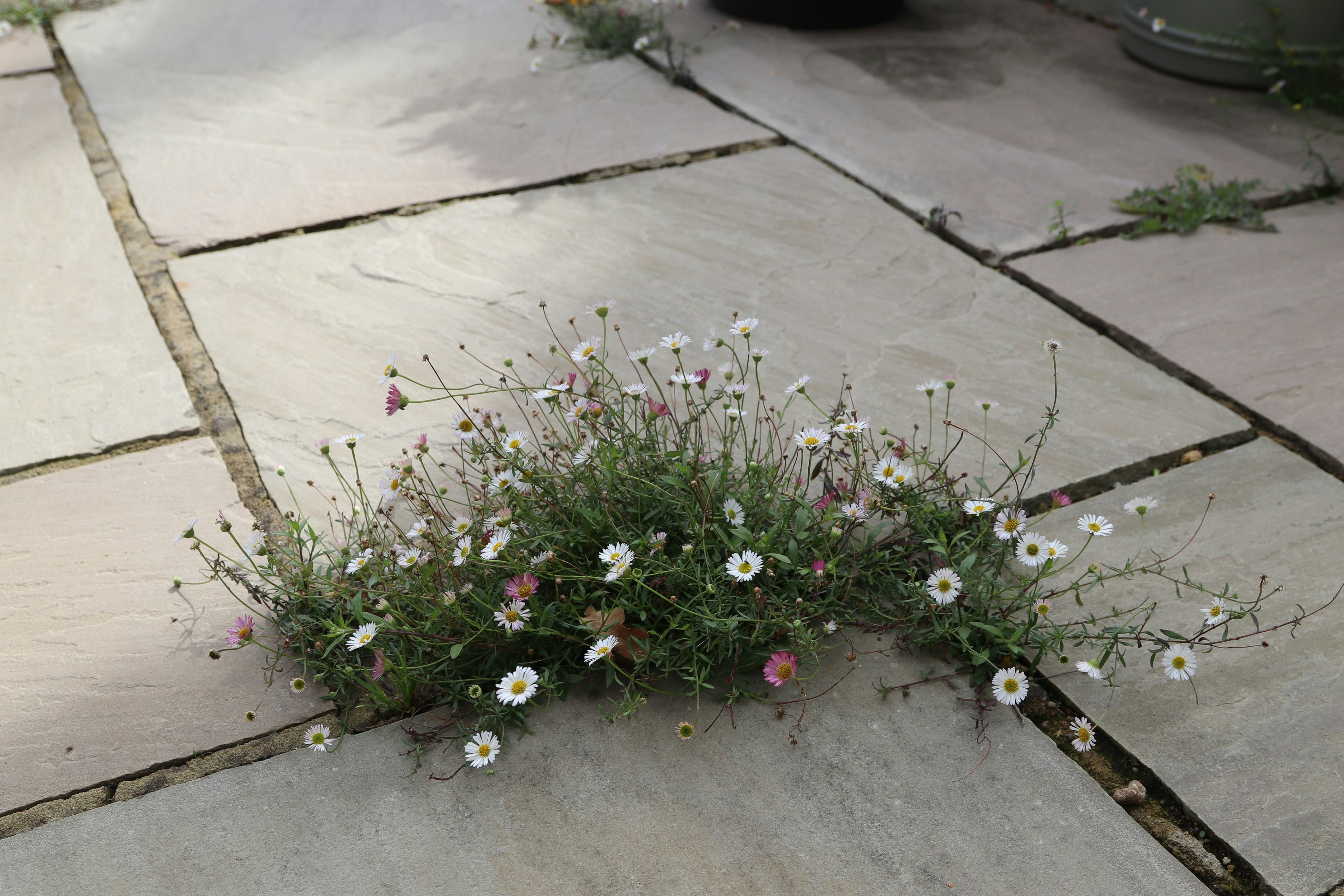 Wildflowers bursting through stone patio cracks, showcasing nature's resilience and beauty in an urban setting.