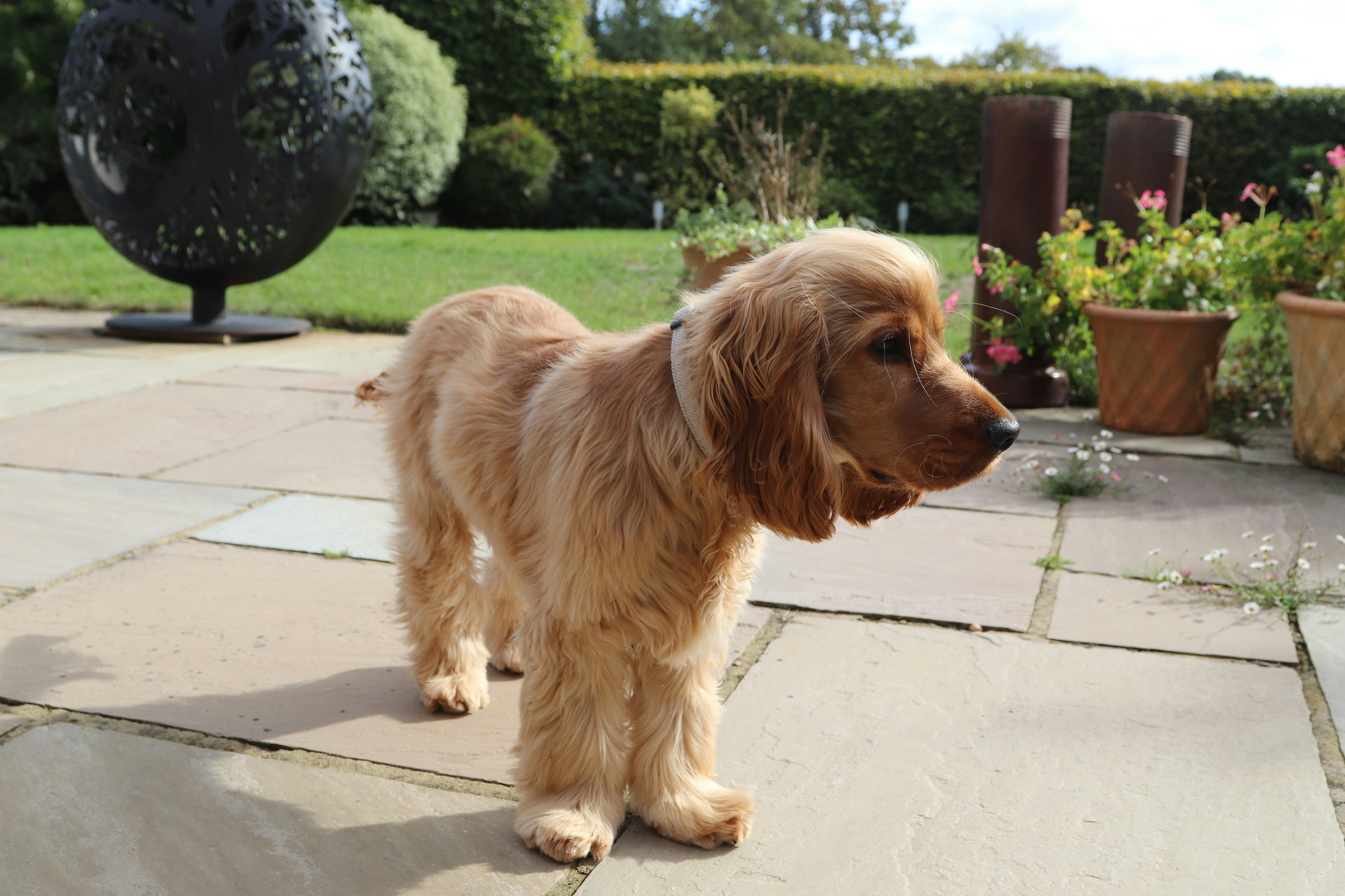 Golden cocker spaniel exploring a sunlit garden with vibrant flower pots and a sculptural backdrop.