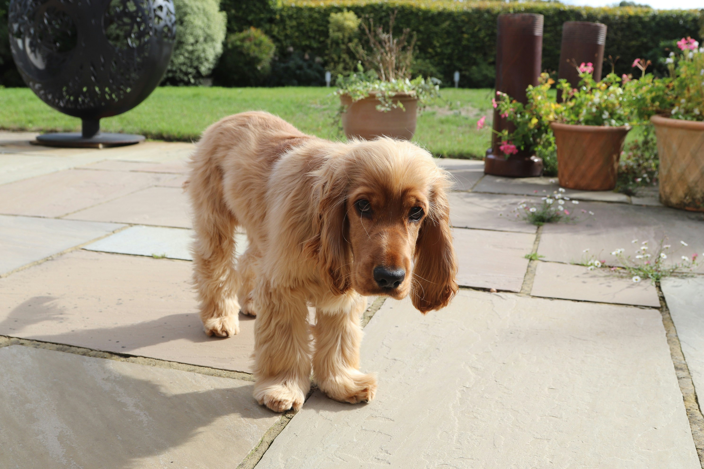 Curious Canine in a Sunlit Garden