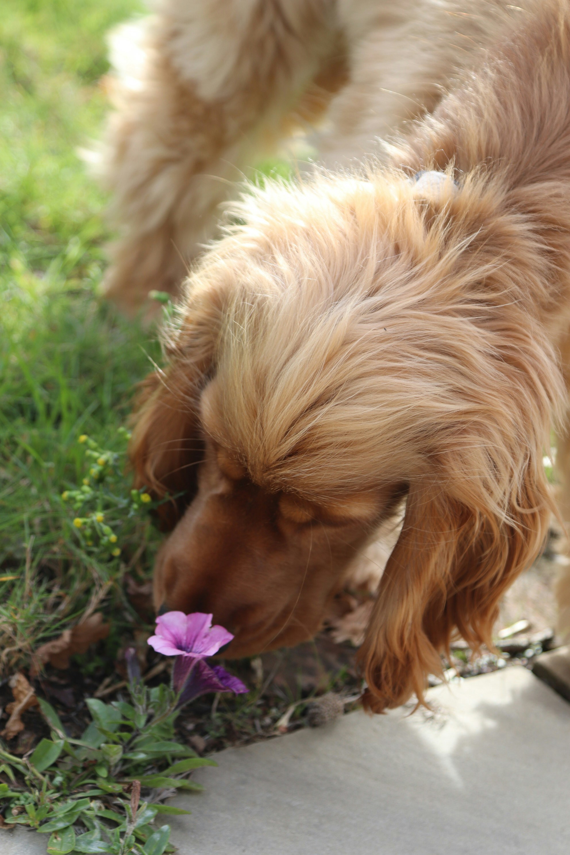 A Canine's Floral Curiosity