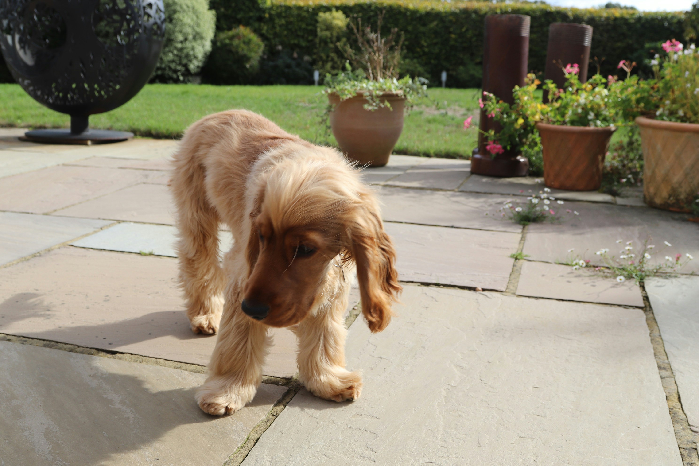Curious Canine Explorer in a Serene Garden
