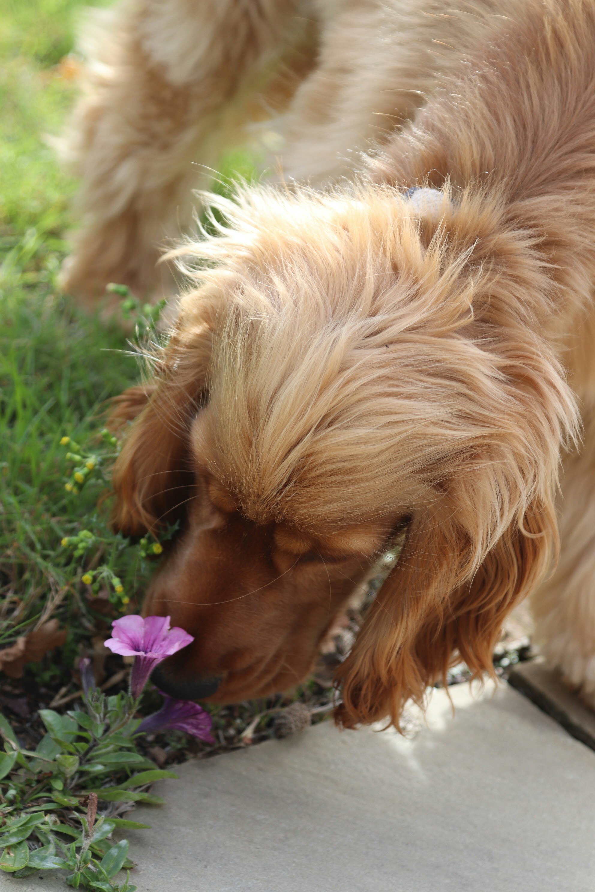Golden cocker spaniel sniffing a purple flower.