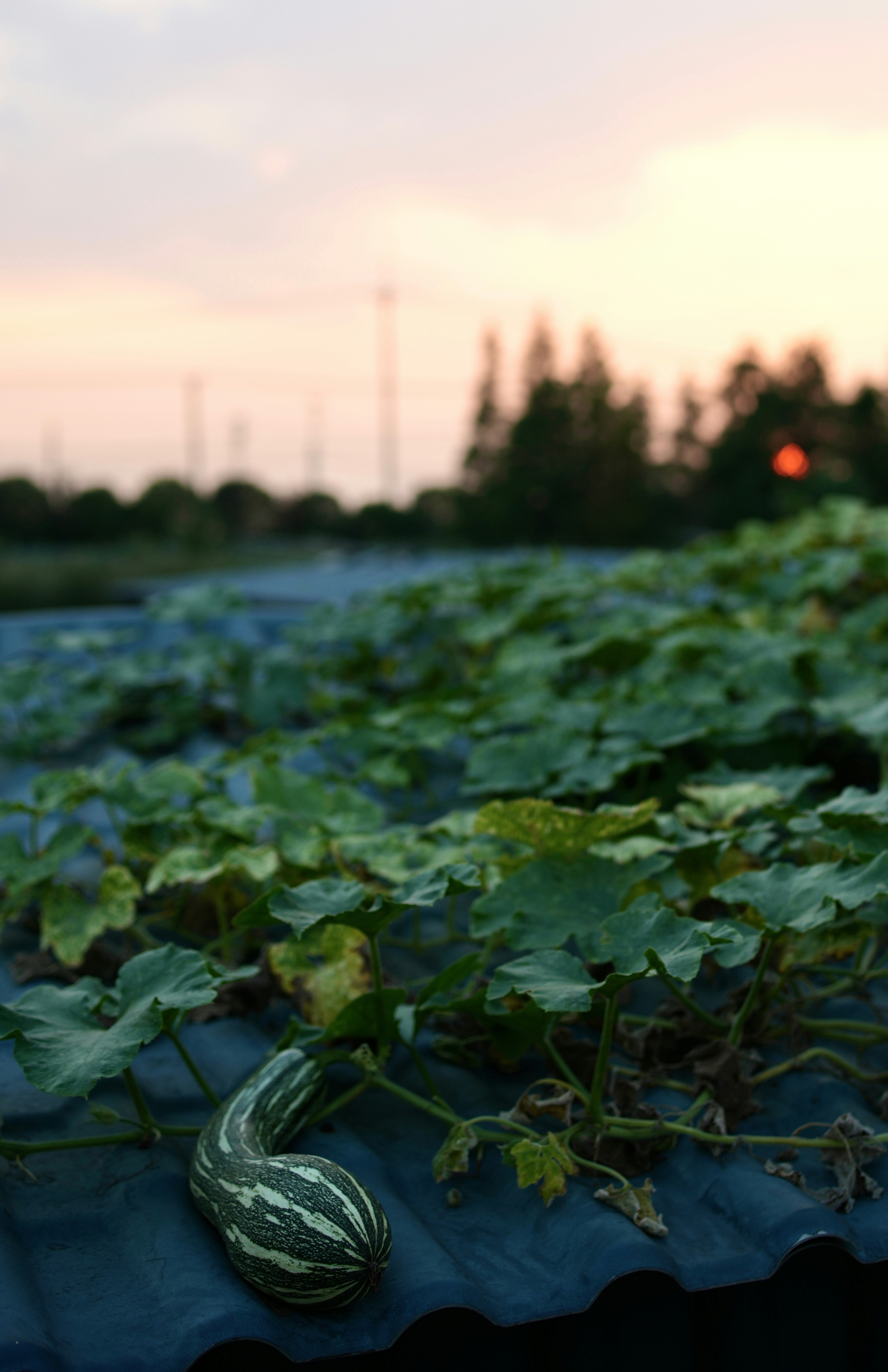 Harvest's Quiet Embrace