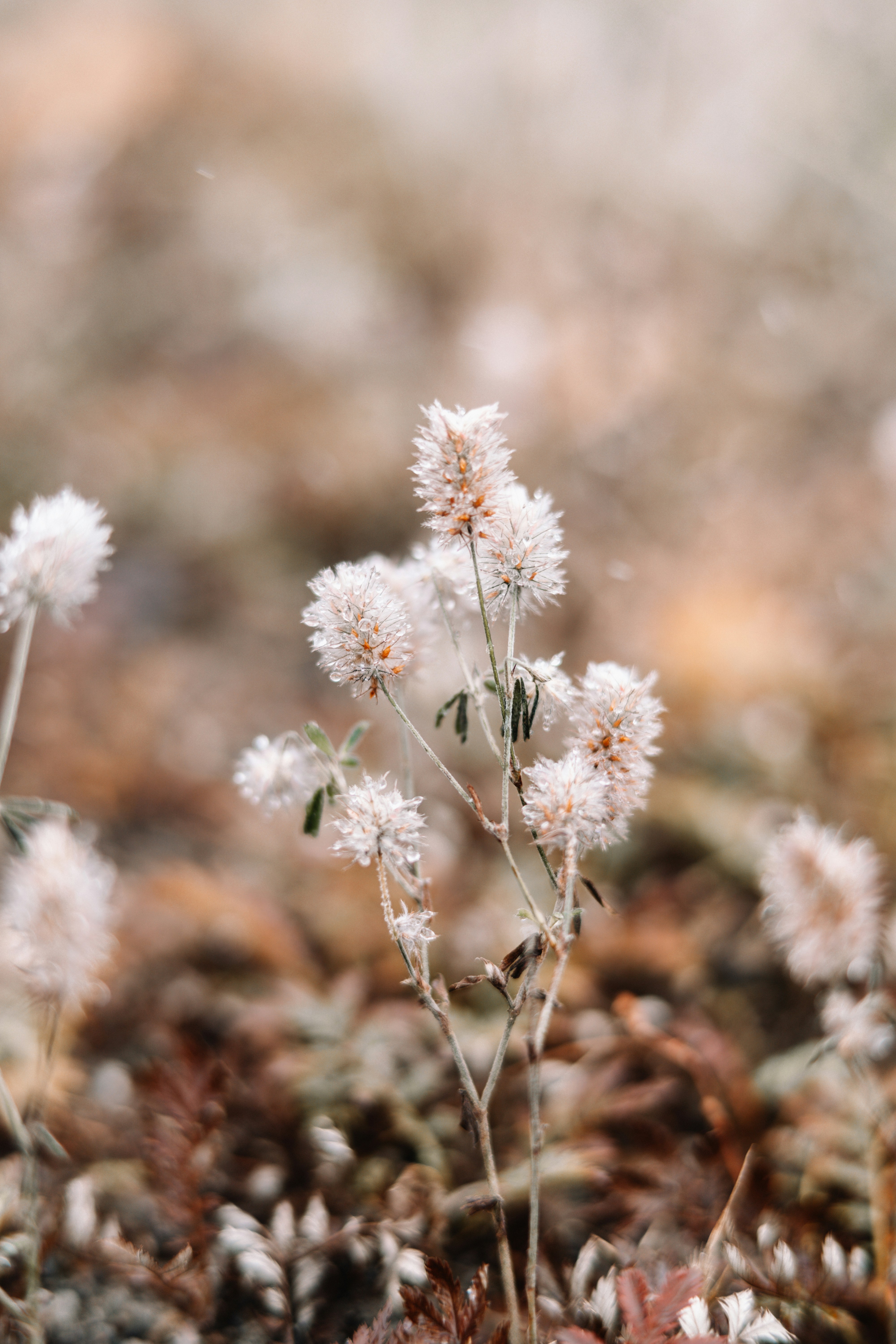 Delicate white flowers bloom in soft, muted autumn foliage.