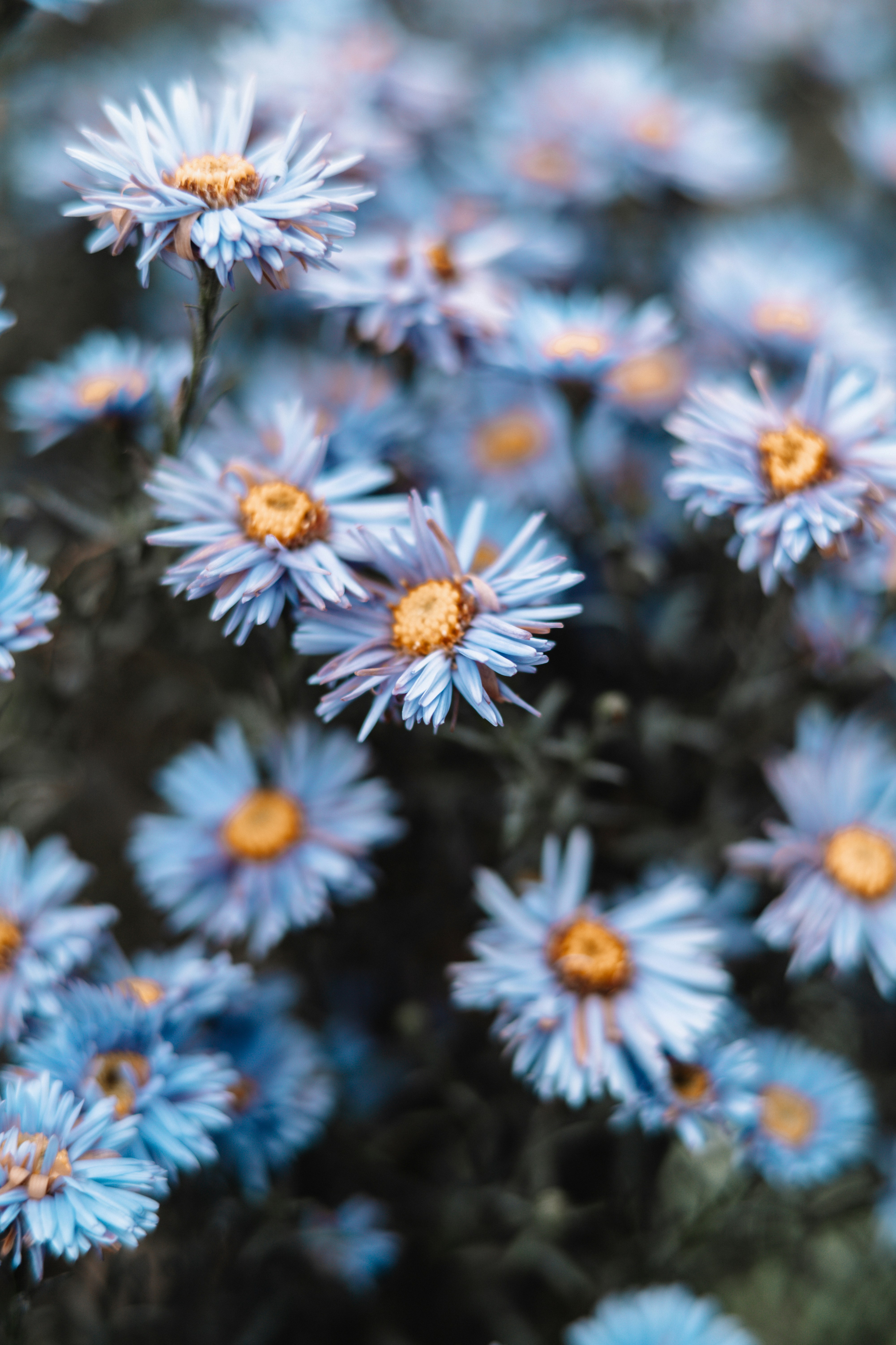 A field of delicate blue asters with yellow centers.