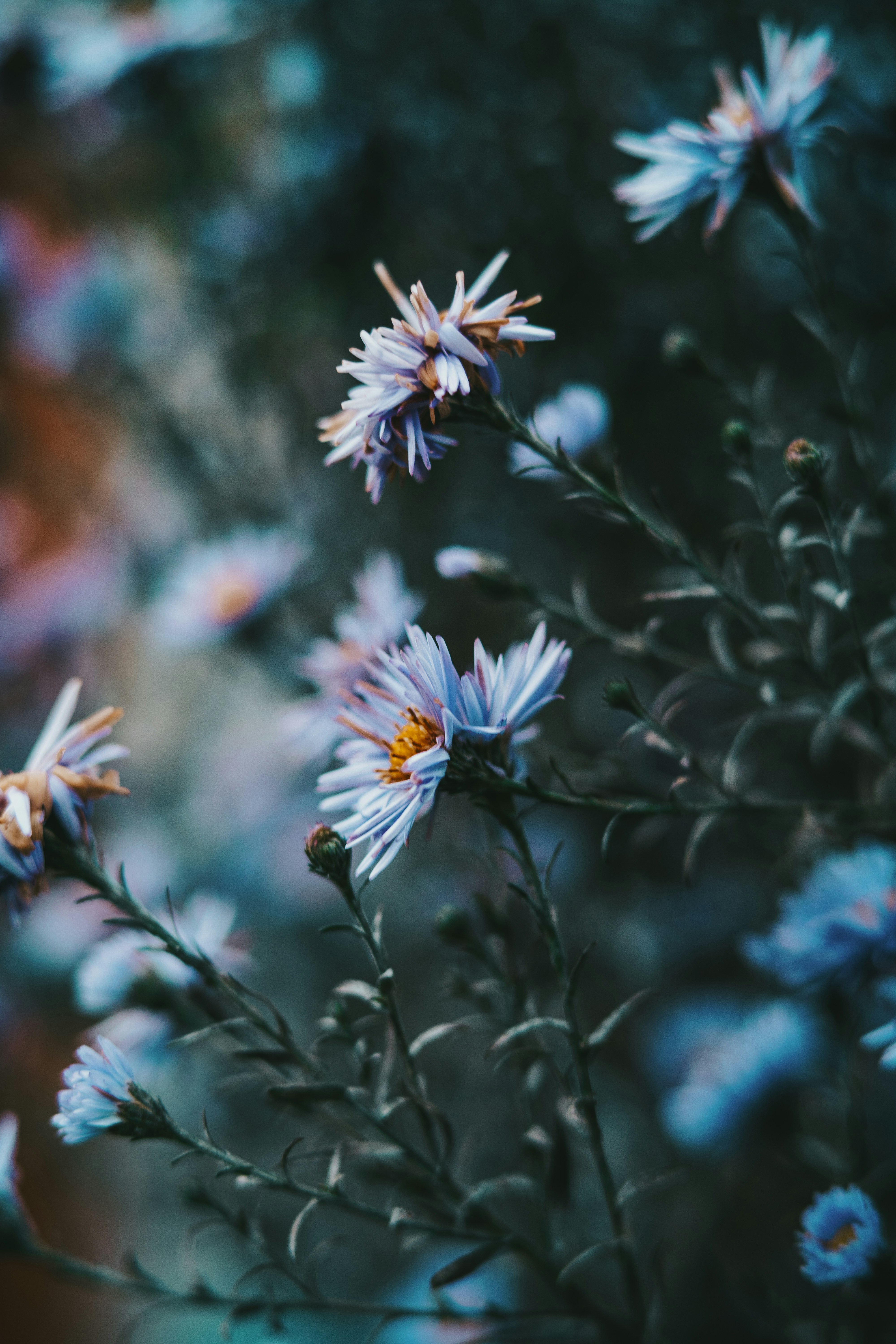 Delicate light blue flowers bloom in soft focus.