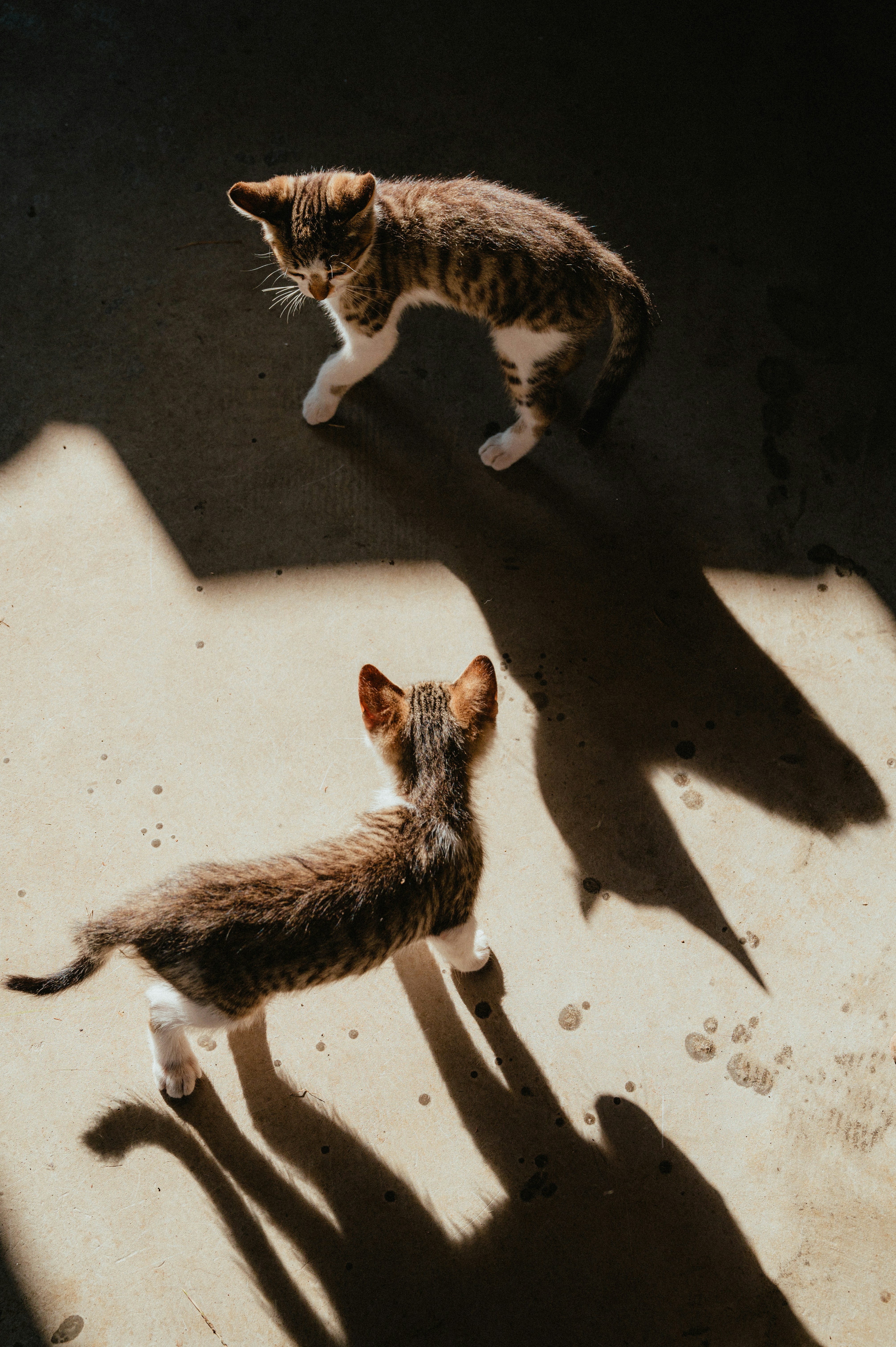 Two tabby kittens playing in sunlight with long shadows.