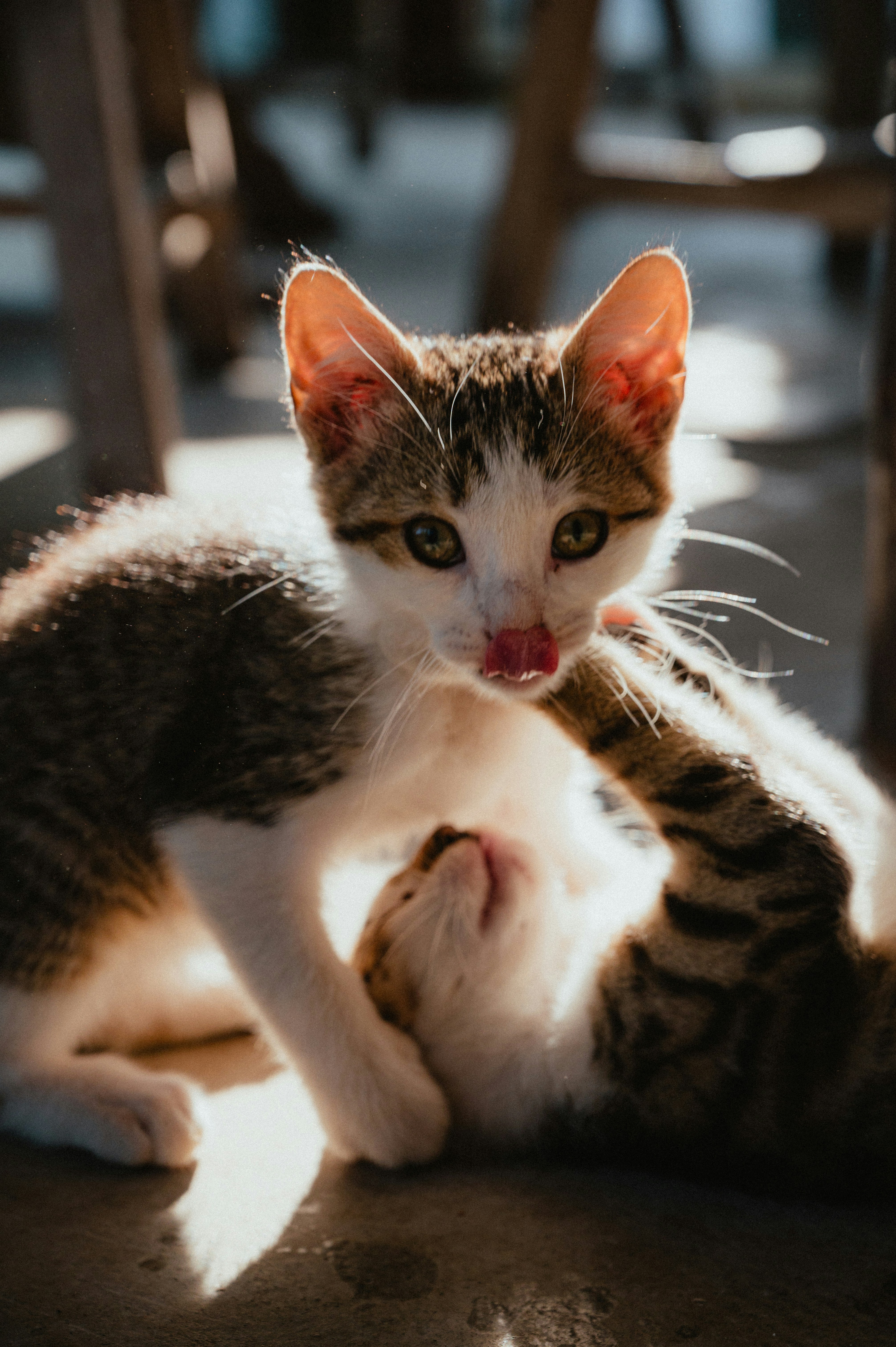 Two kittens playing in warm sunlight