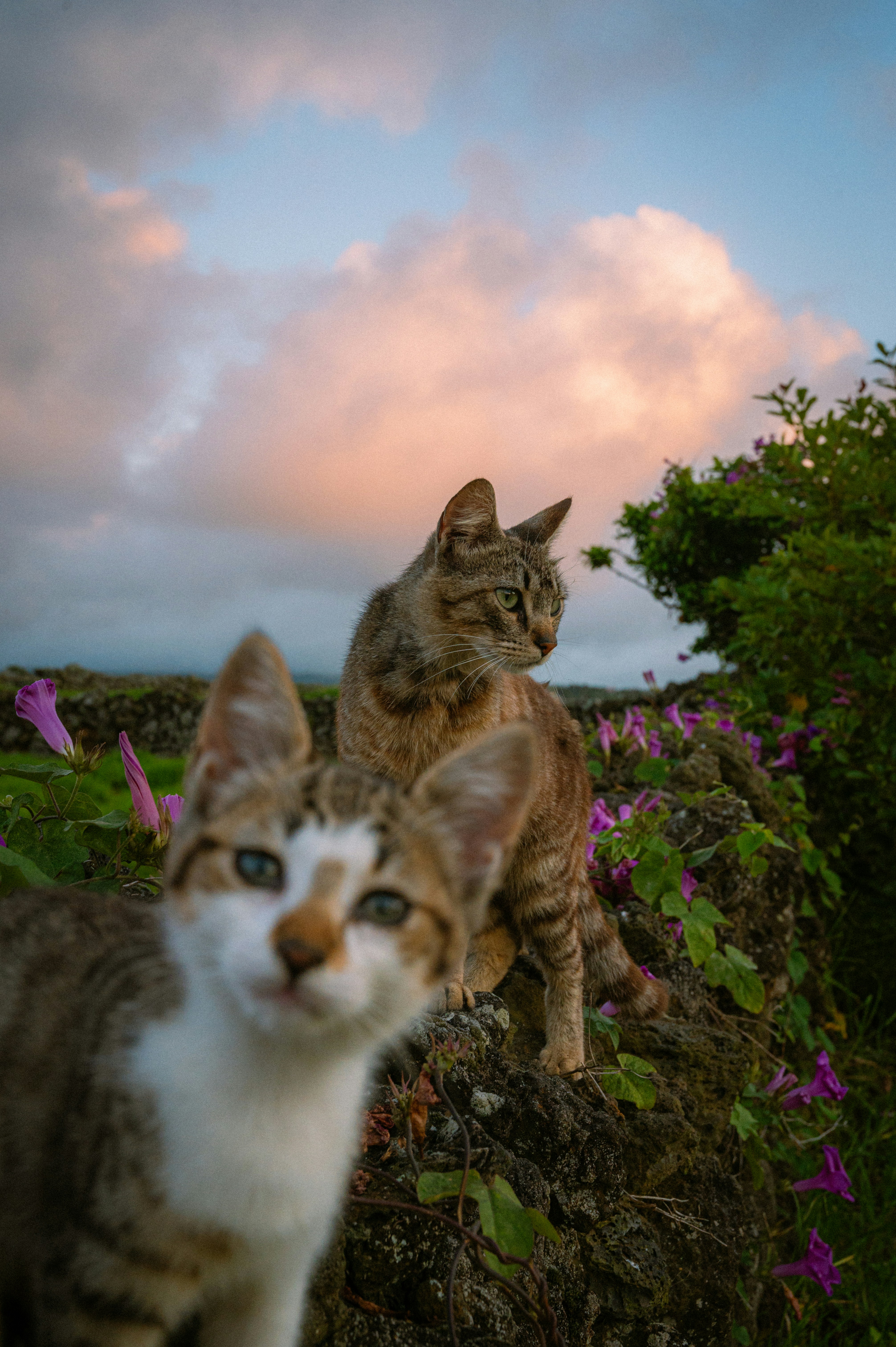 Twilight Watch from the Mossy Wall: Two Garden Cats Amid Pink Blooms