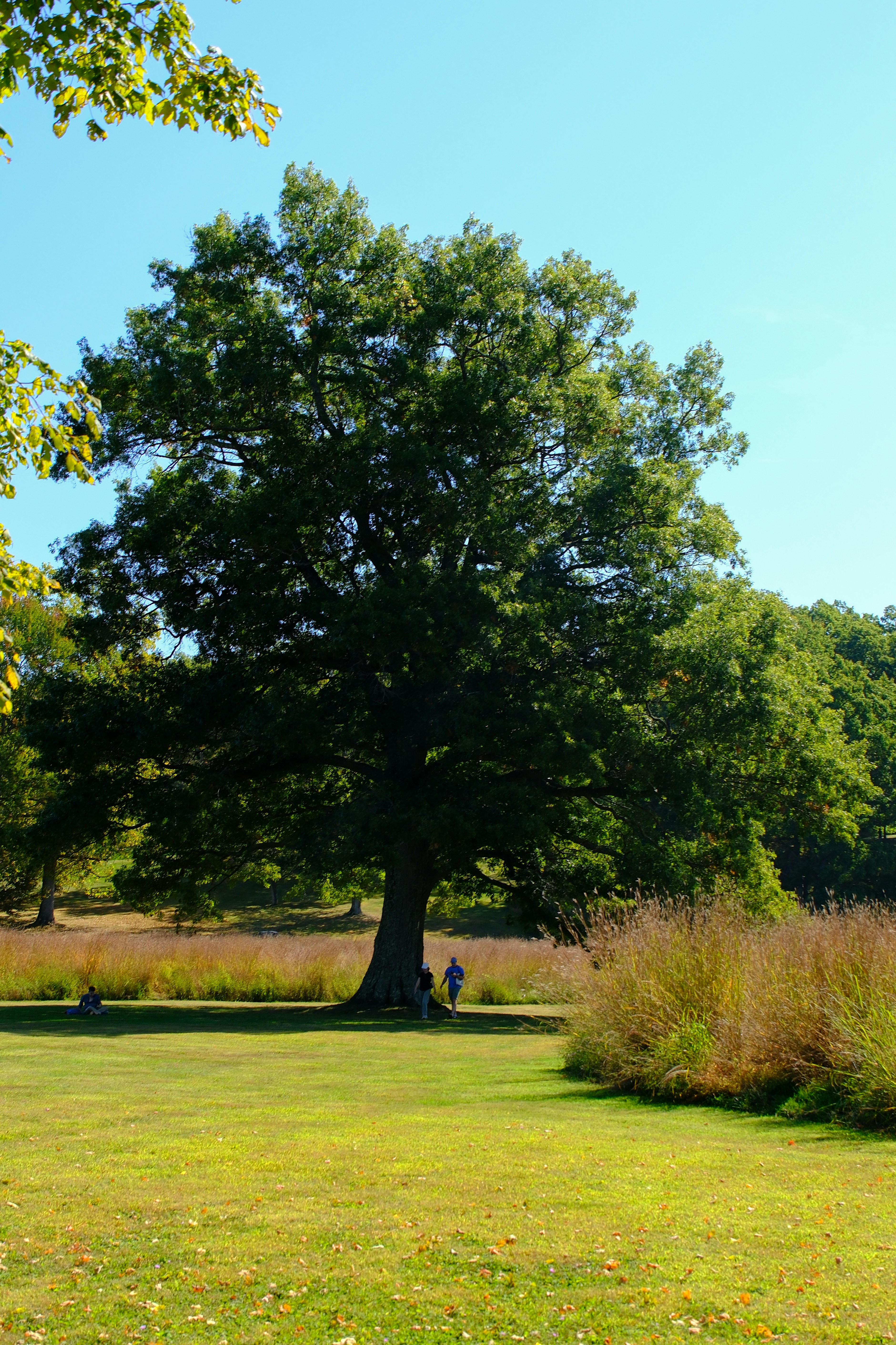 Canopy Crown in a Sunlit Park