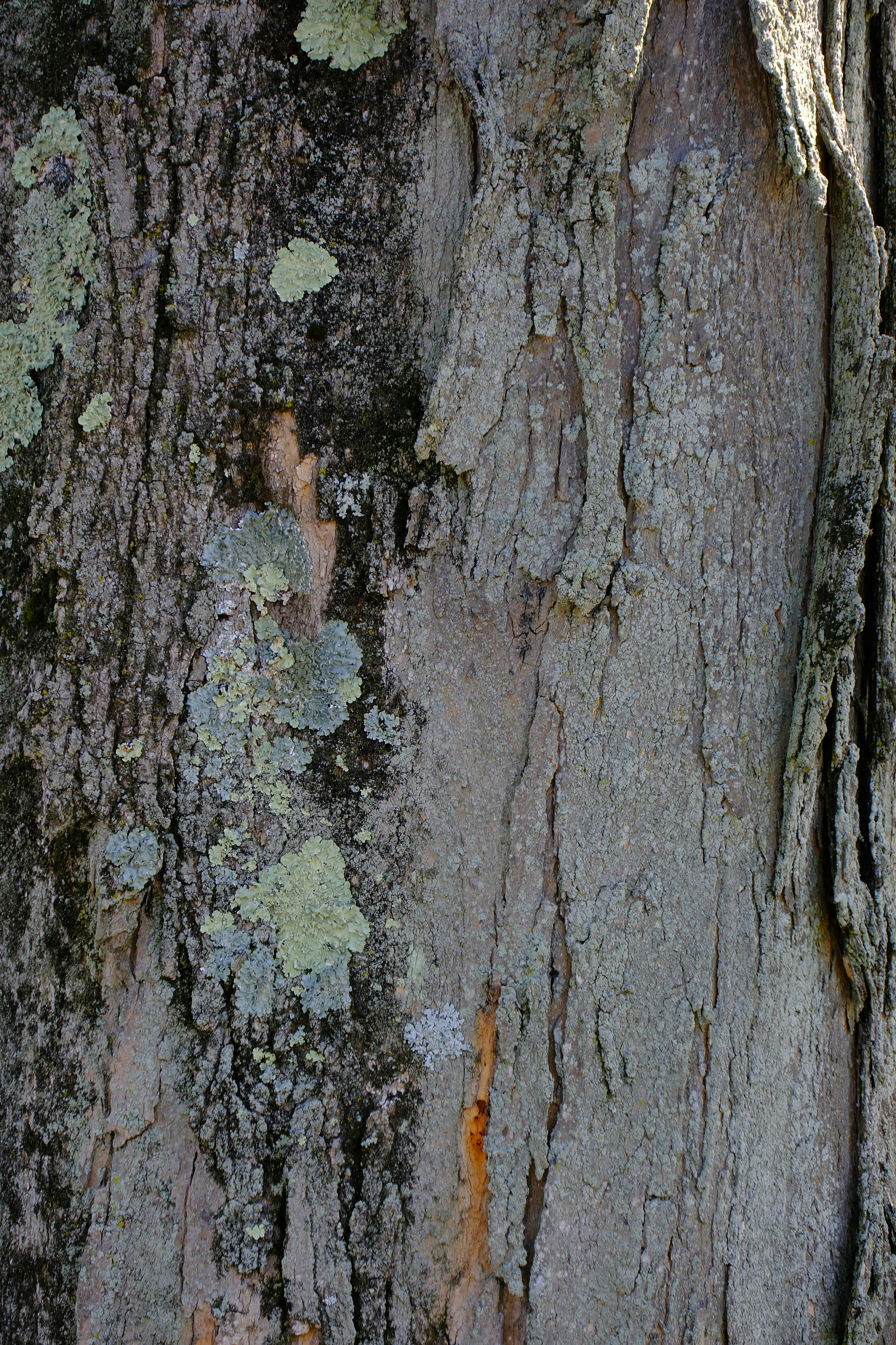 Nature's Textured Canvas