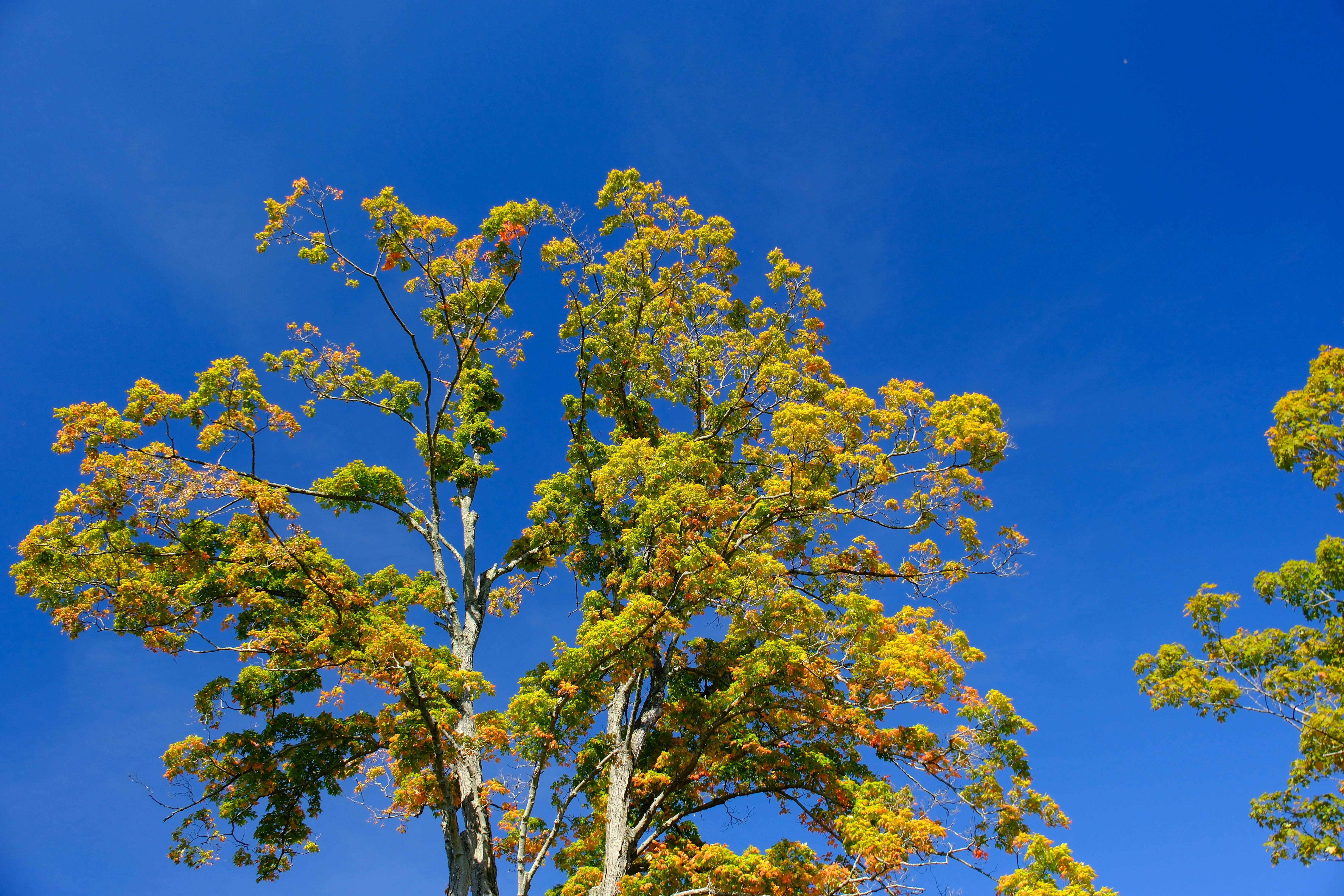Vibrant autumn foliage atop tall trees, contrasting vividly with a clear blue sky.
