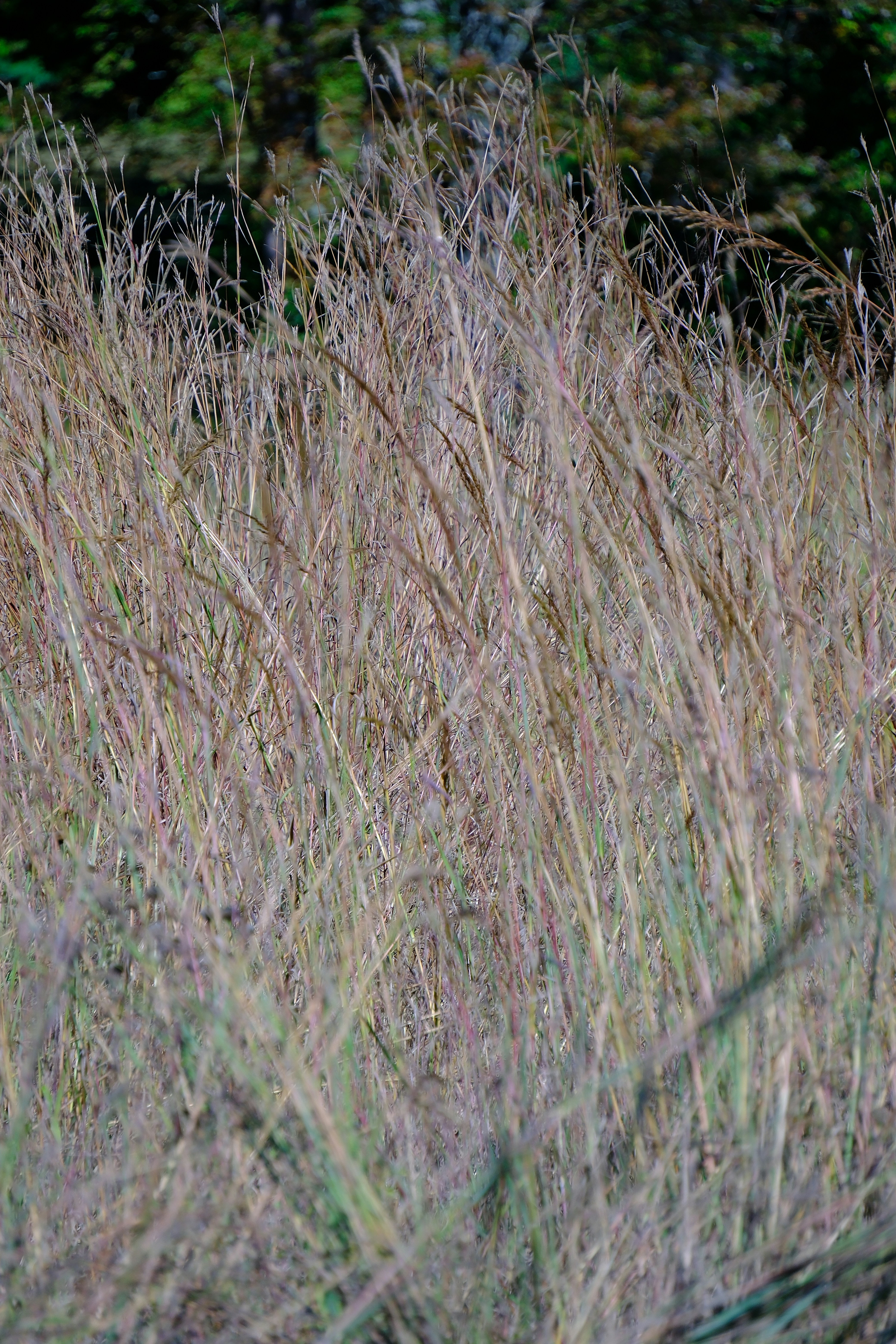 Whispers of the Wind: A Grassy Symphony