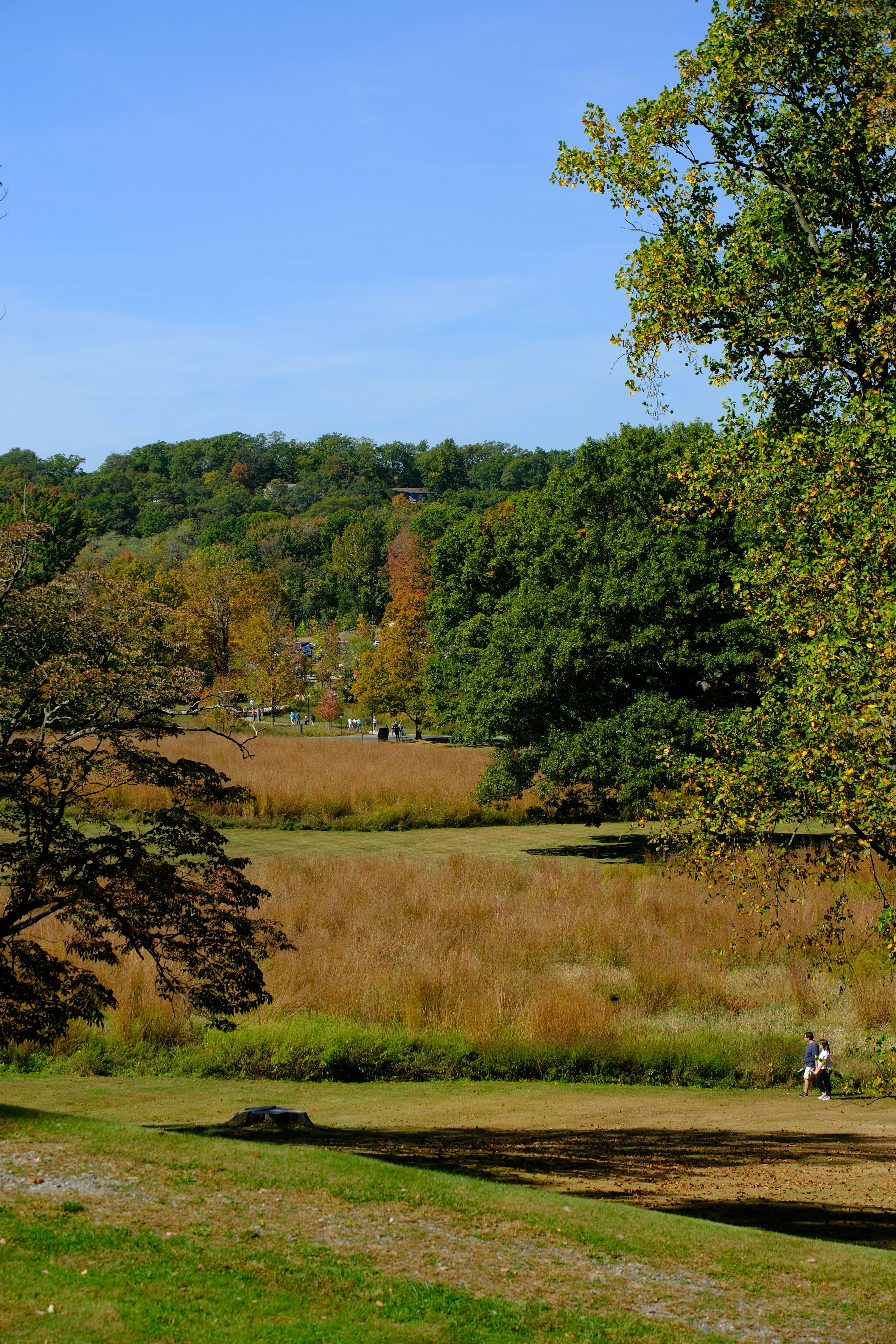Autumn Light Over a Quiet Park: A Couple Strolls Along the Edge of Golden Grass
