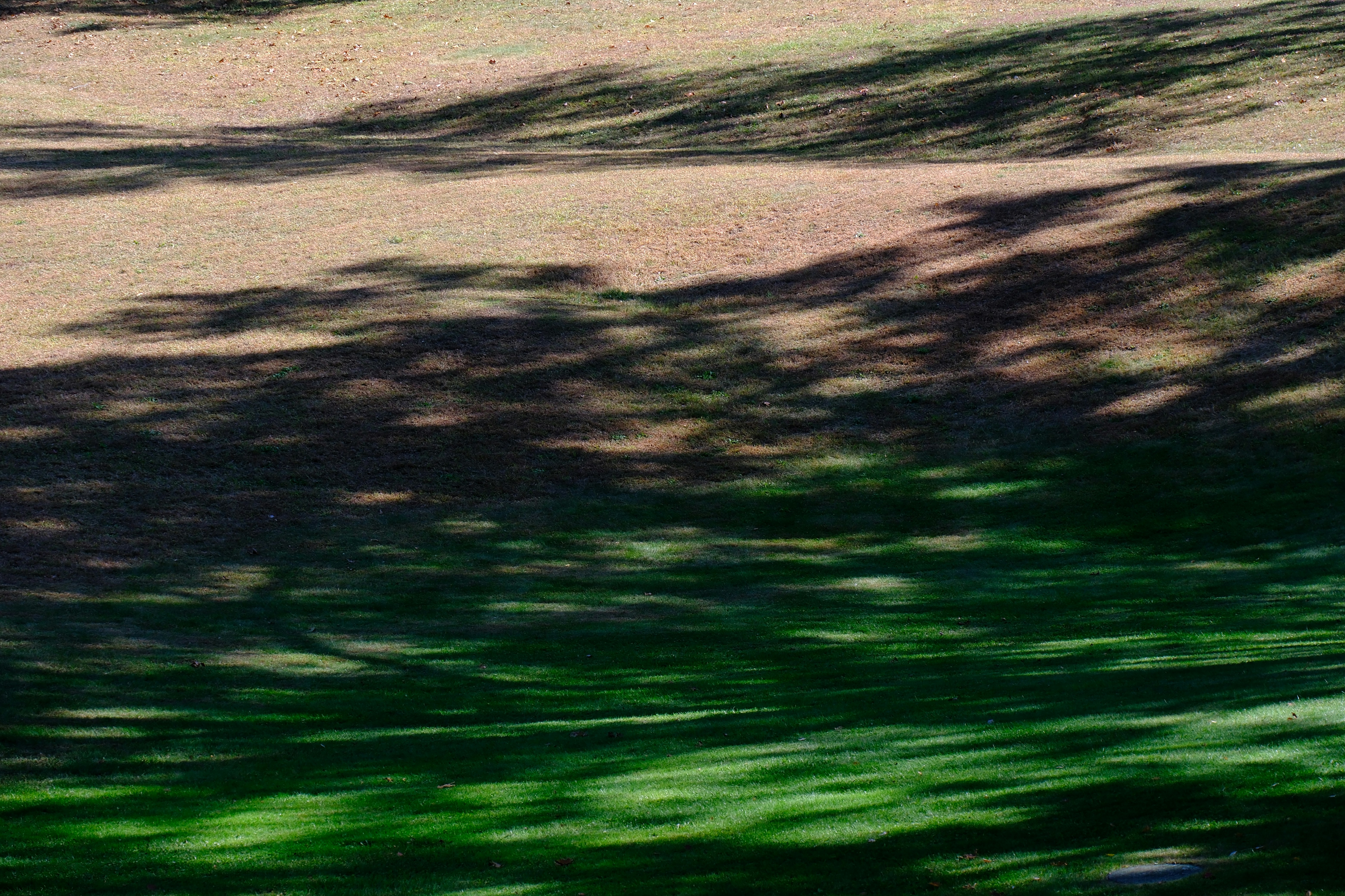 Whispers of Nature: A Dance of Shadows and Light
