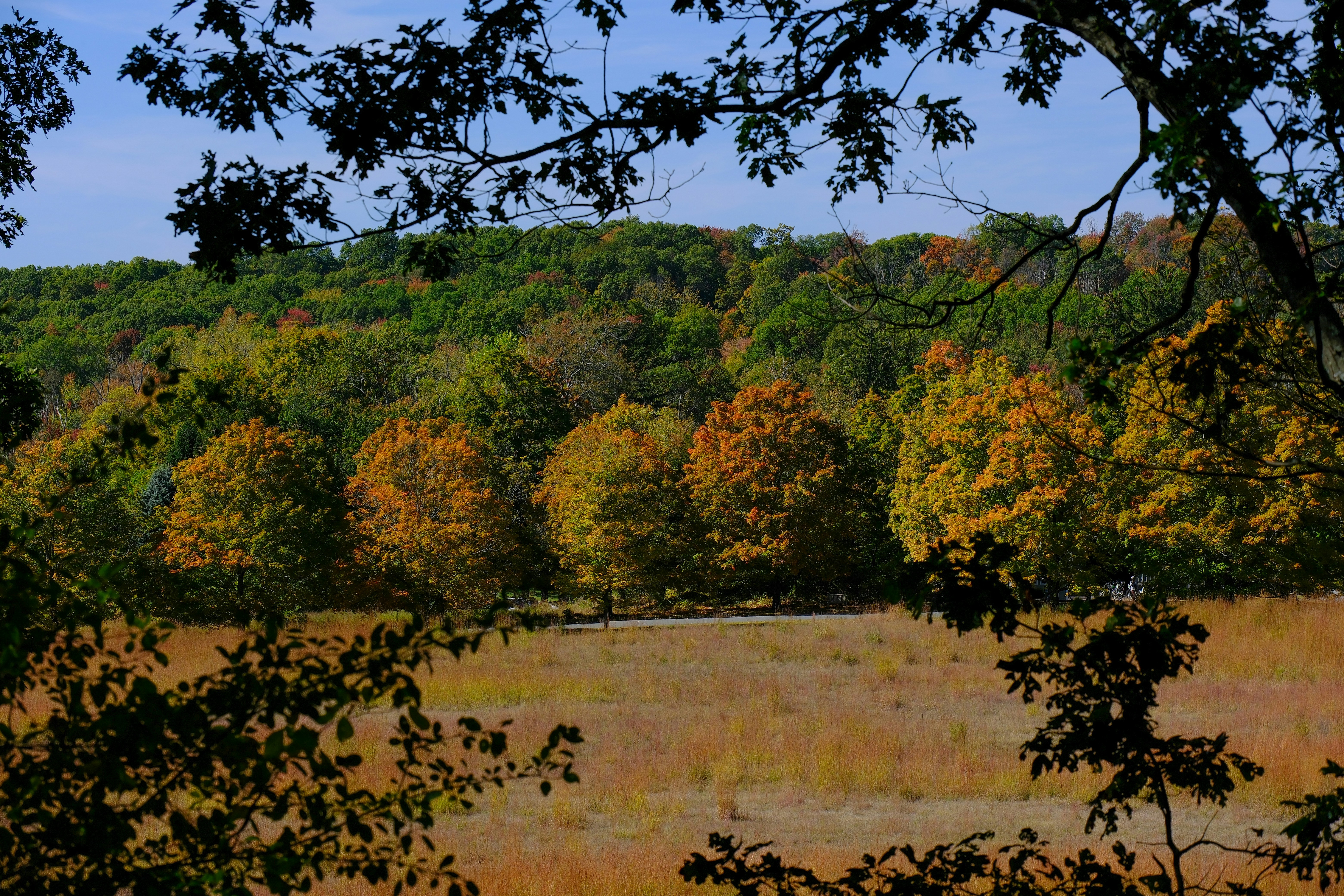 leaves changing colors on trees with autumn season | Autumn trees in a field with distant hills.