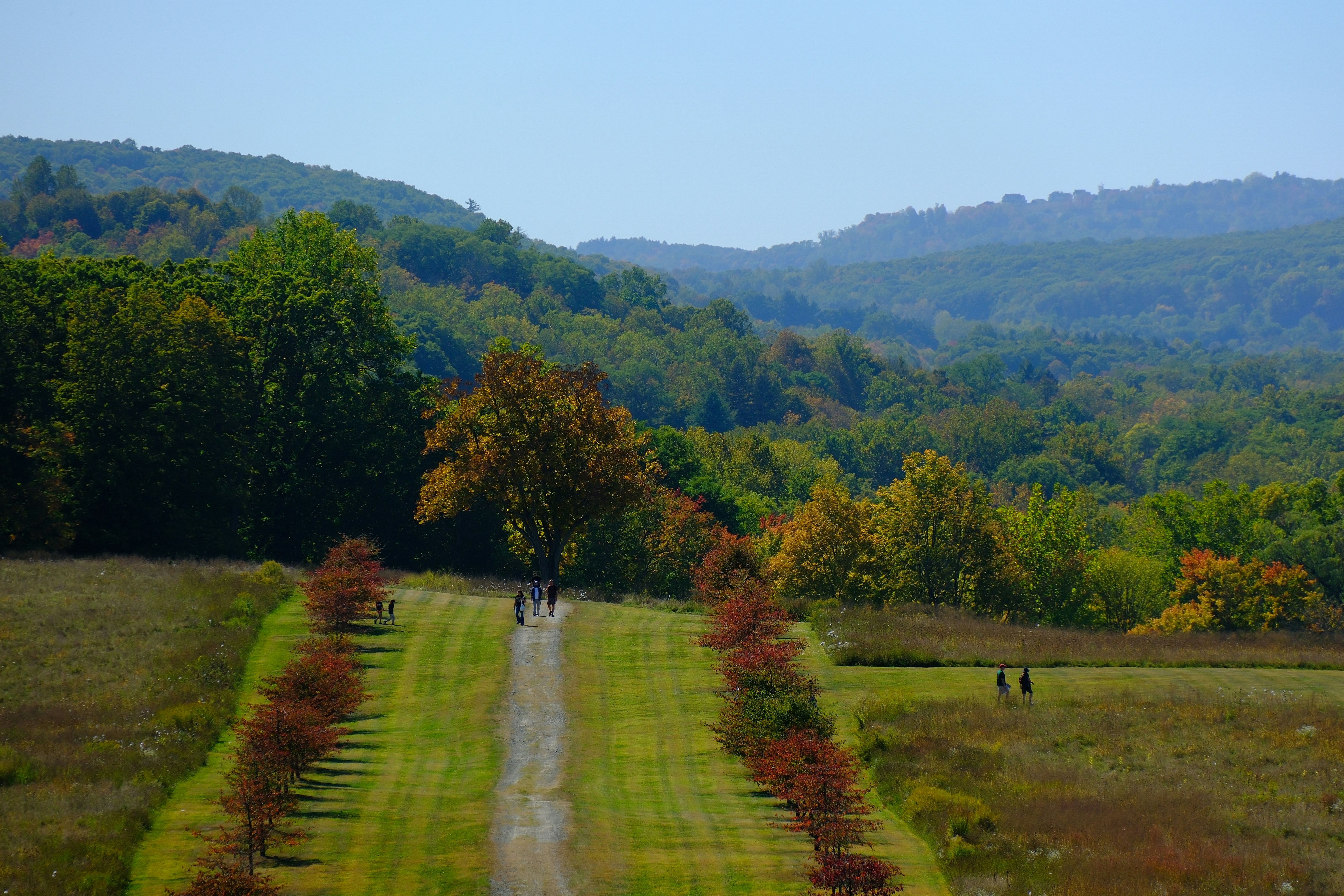 long road on grassland with rows of trees on either side