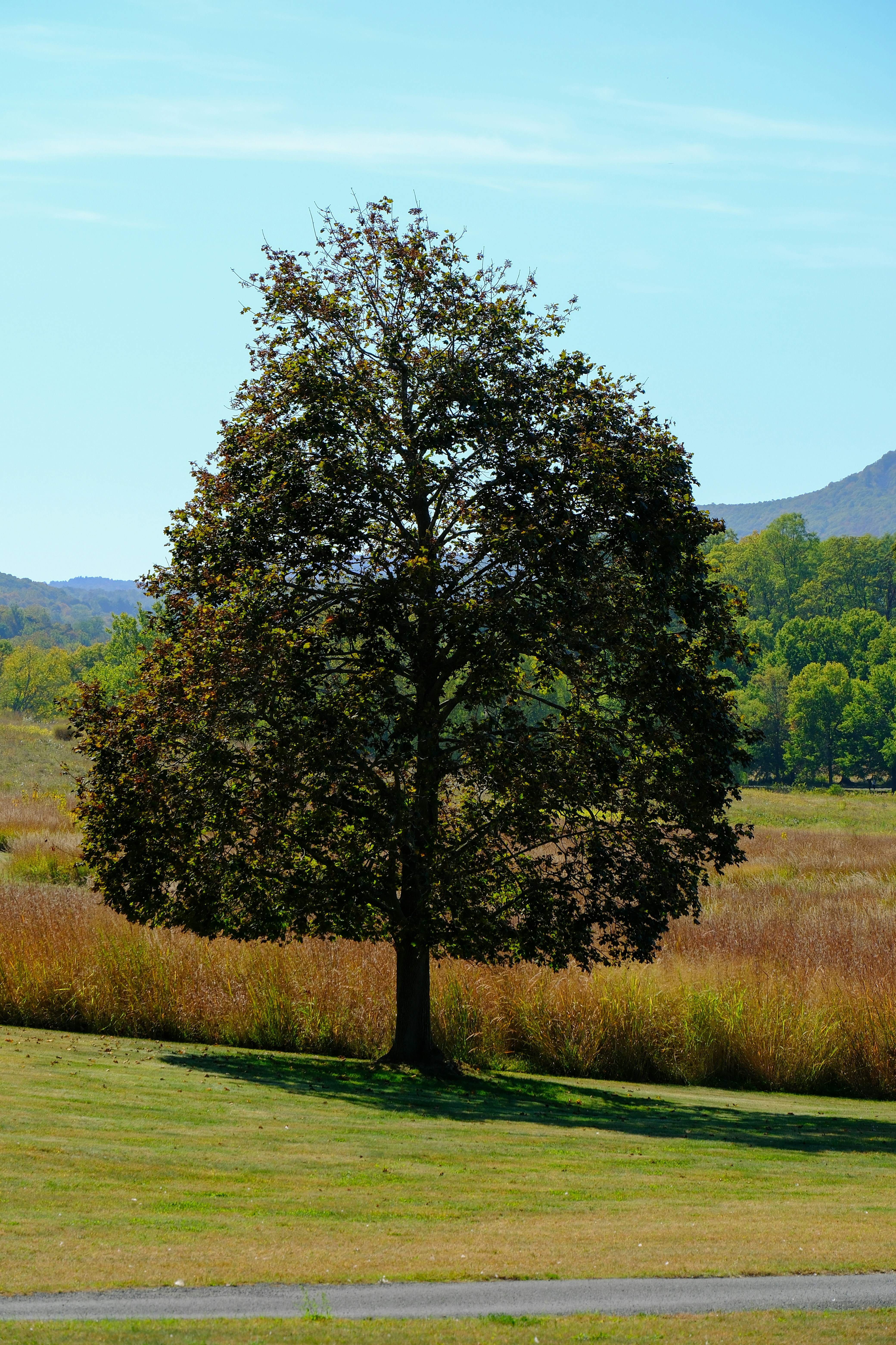 The Lone Oak Reigns Over a Quiet Prairie
