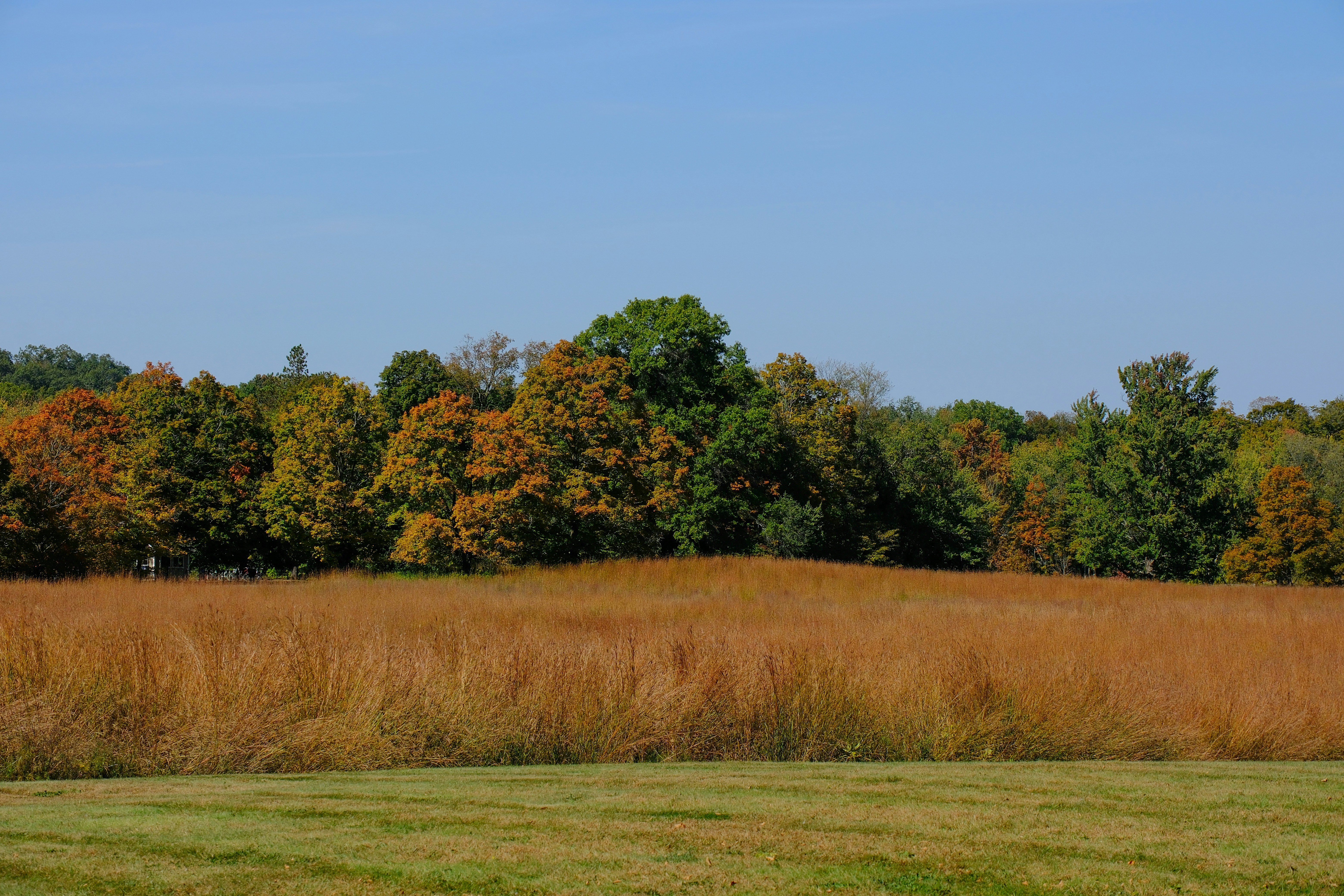 Vibrant autumn foliage contrasts with golden grasses under a clear blue sky, showcasing the beauty of a seasonal landscape.