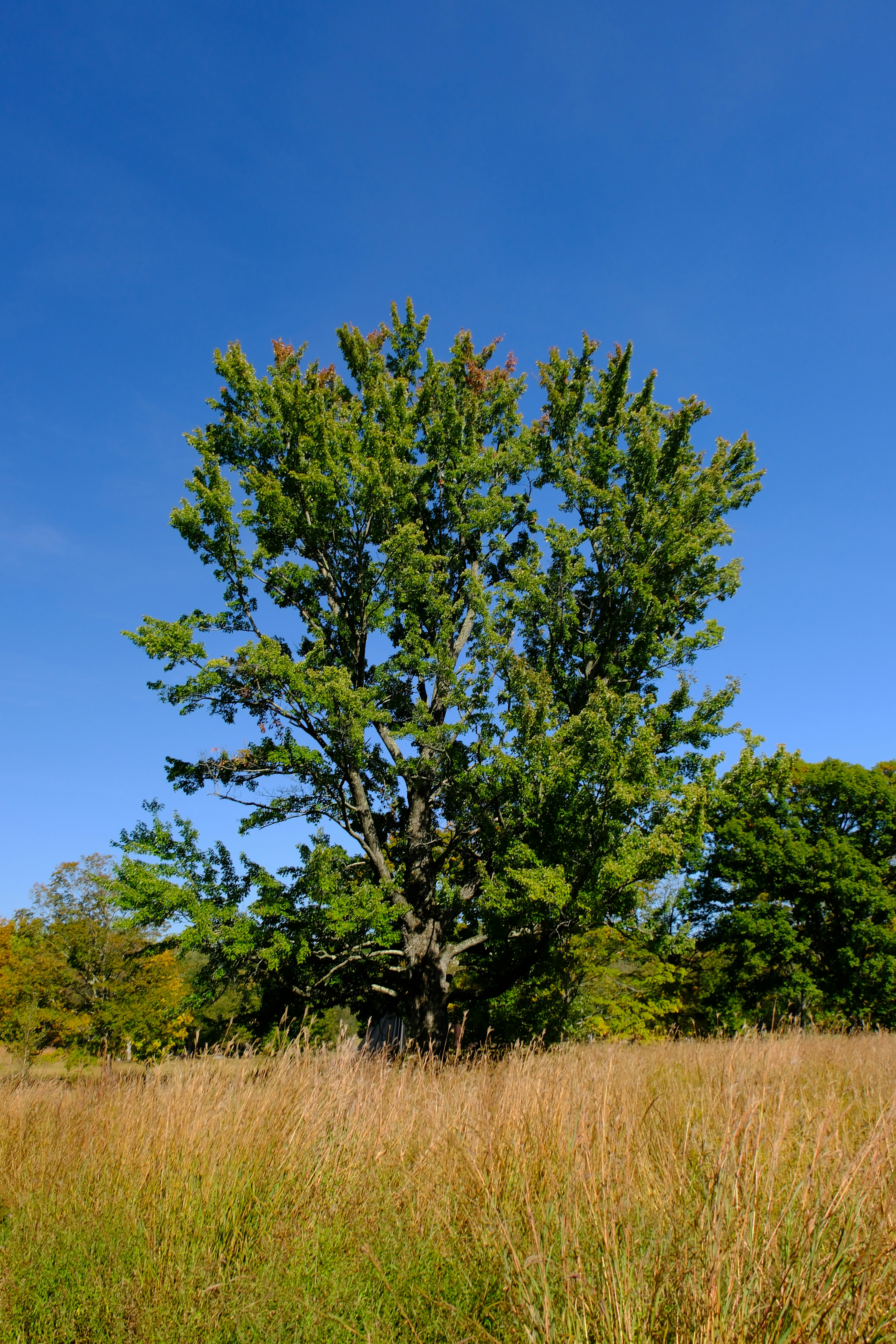 grassland with large tree | Large green tree in a field of dry grass