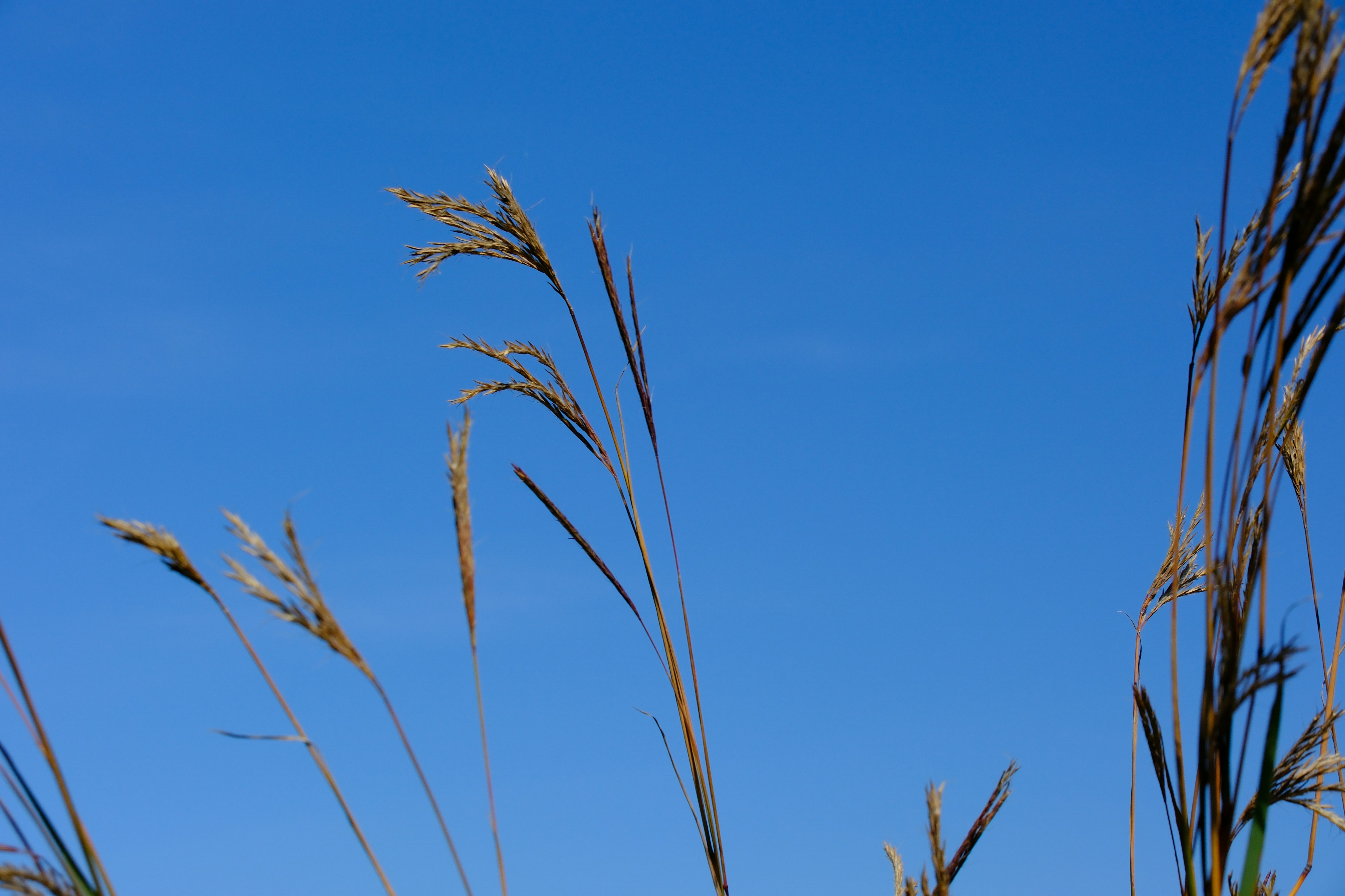 closeup of tall grass blue sky background | Tall grass stalks sway against a clear blue sky.