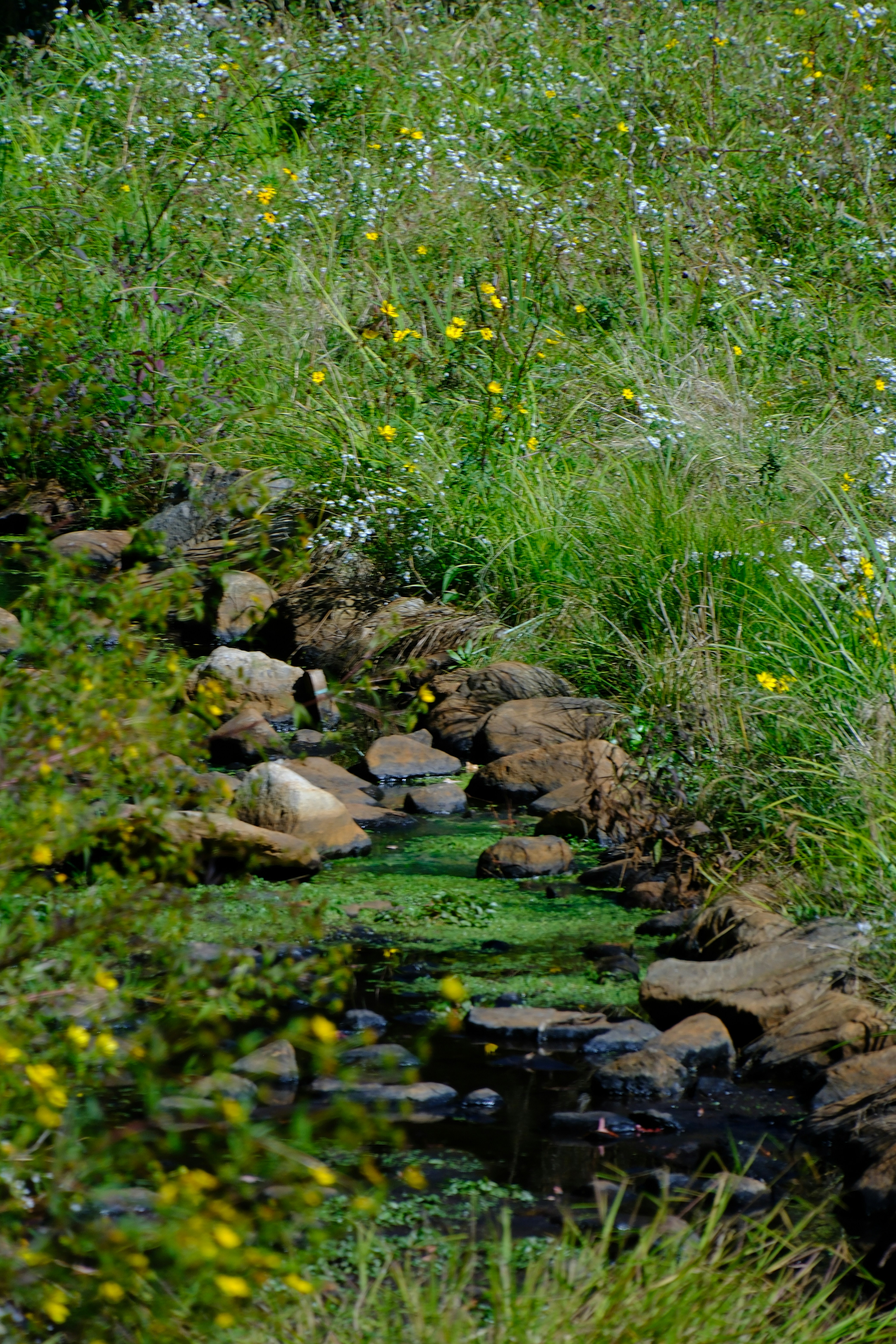 Meandering stream bordered by wildflowers and lush greenery, showcasing the tranquility of a natural landscape.