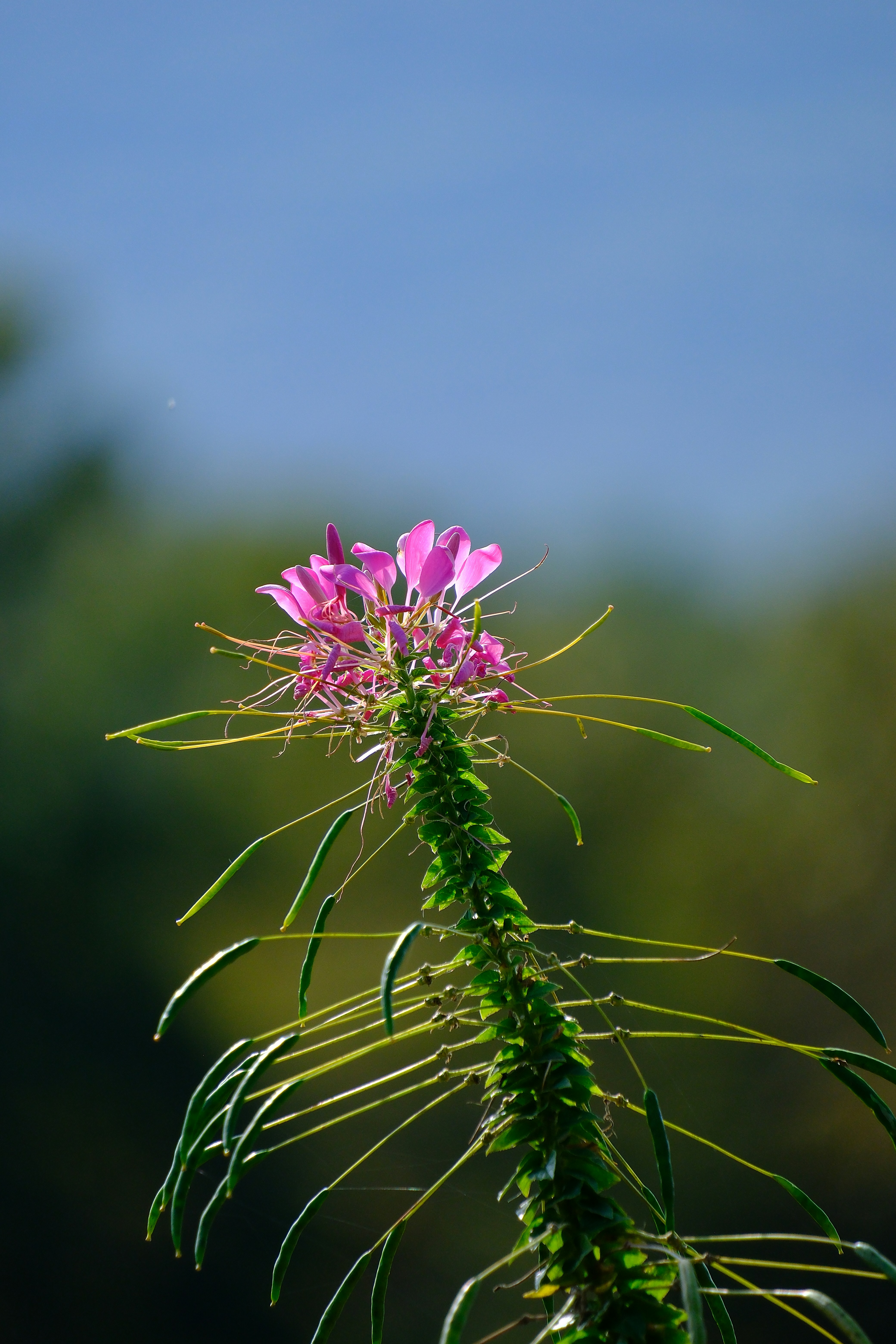 Whispers of Nature: The Elegant Bloom