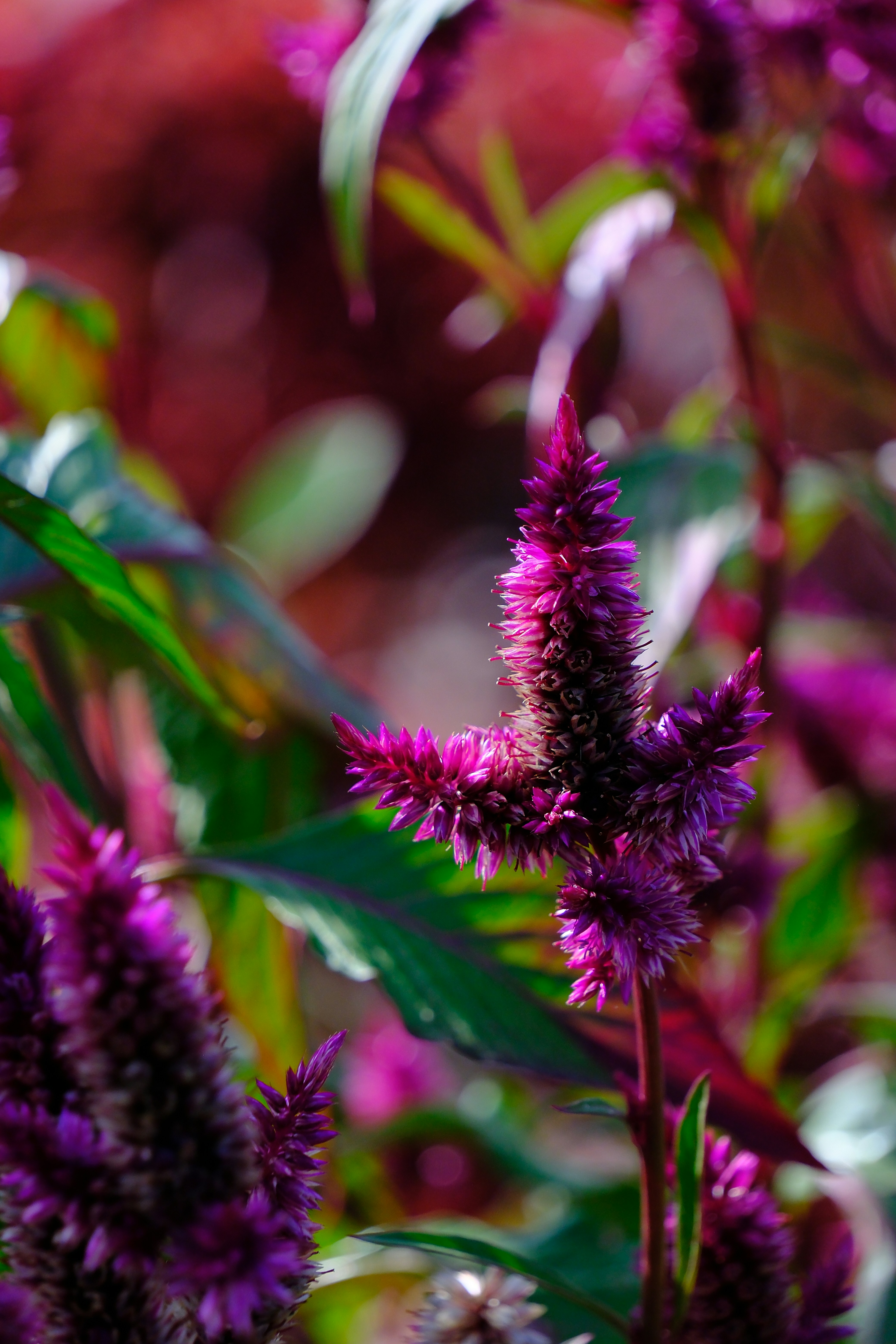 Close-up of vibrant purple celosia flowers blooming in sunlight.