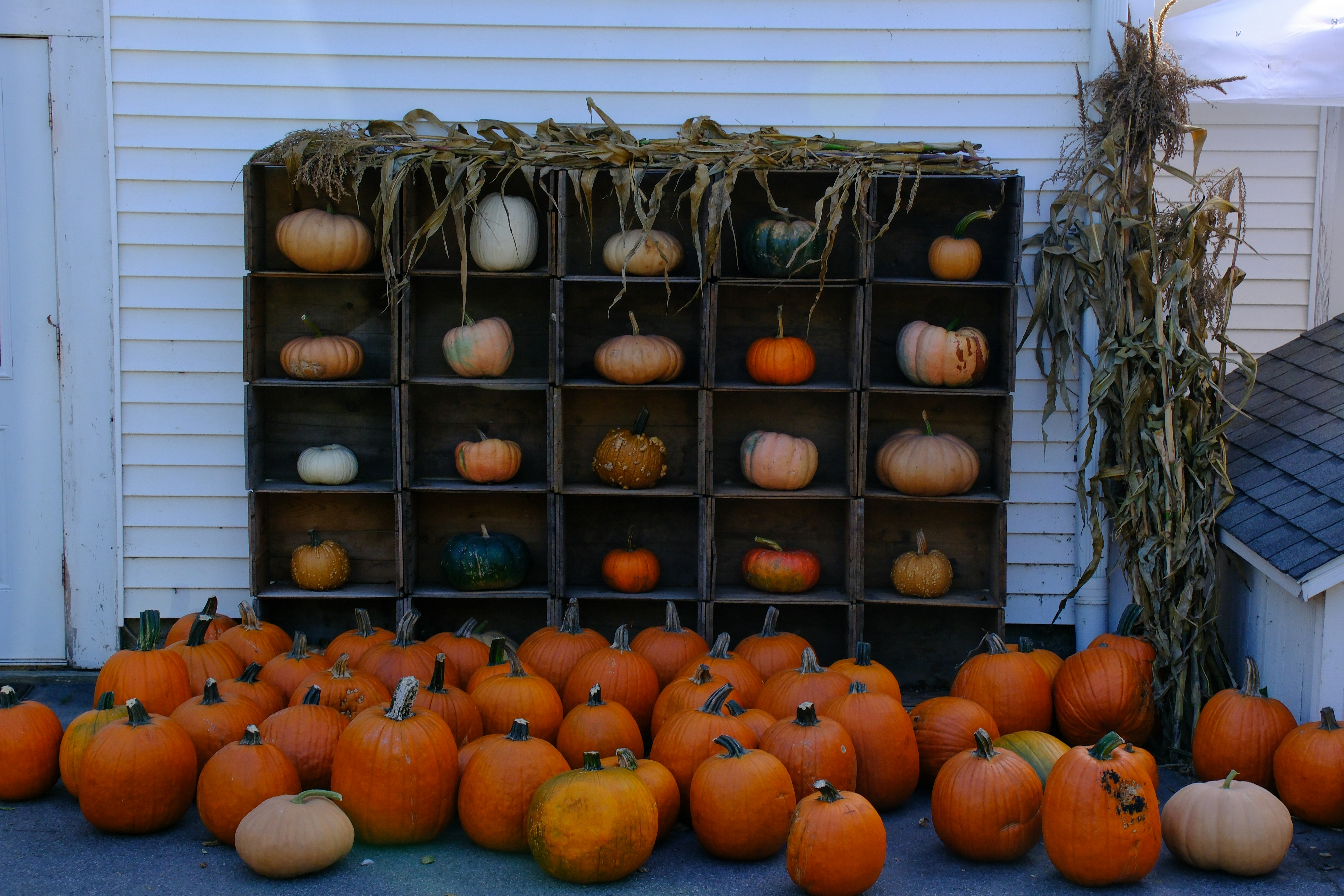Harvest Harmony: A Display of Autumn's Bounty