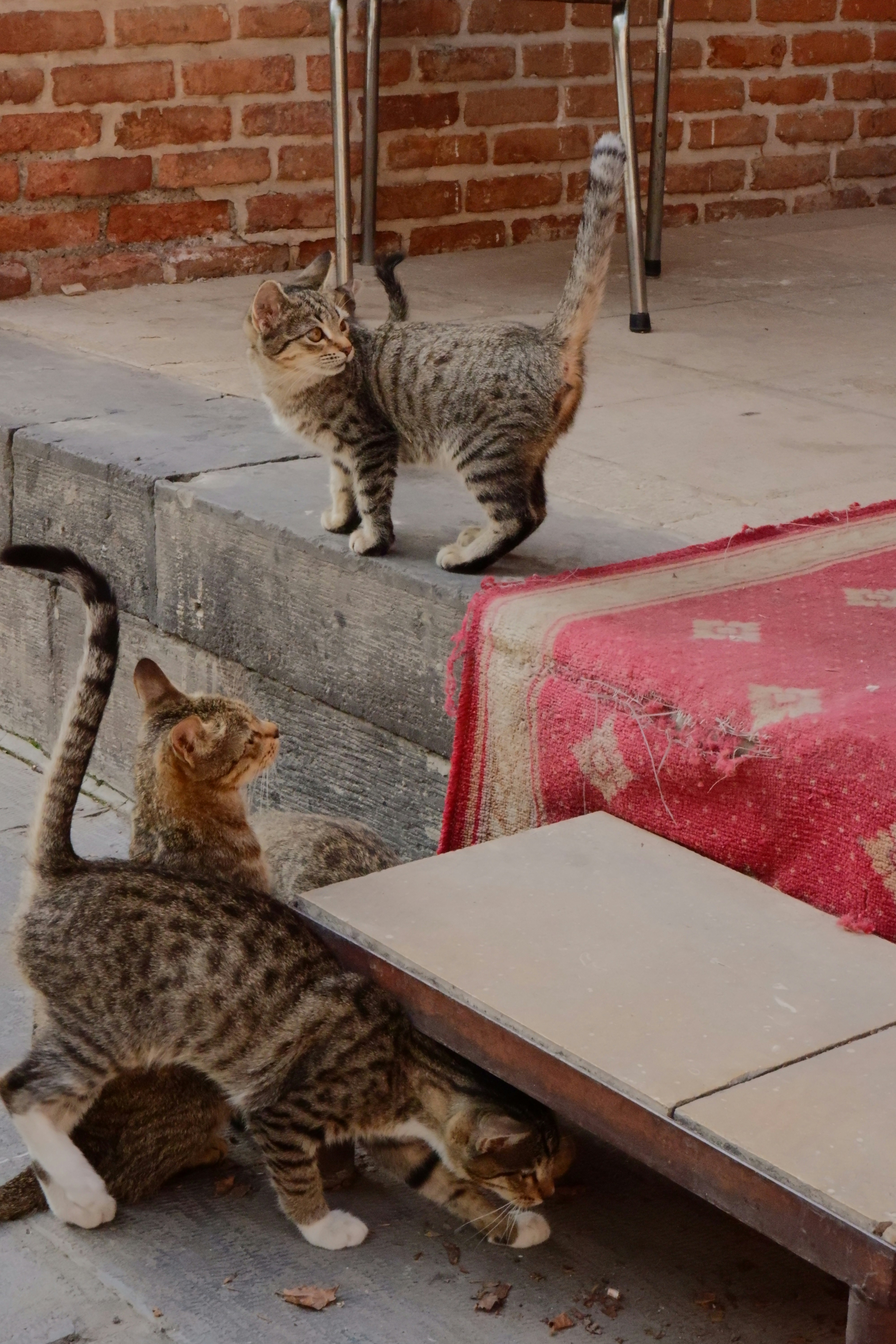 Three tabby cats on a stone ledge and table.