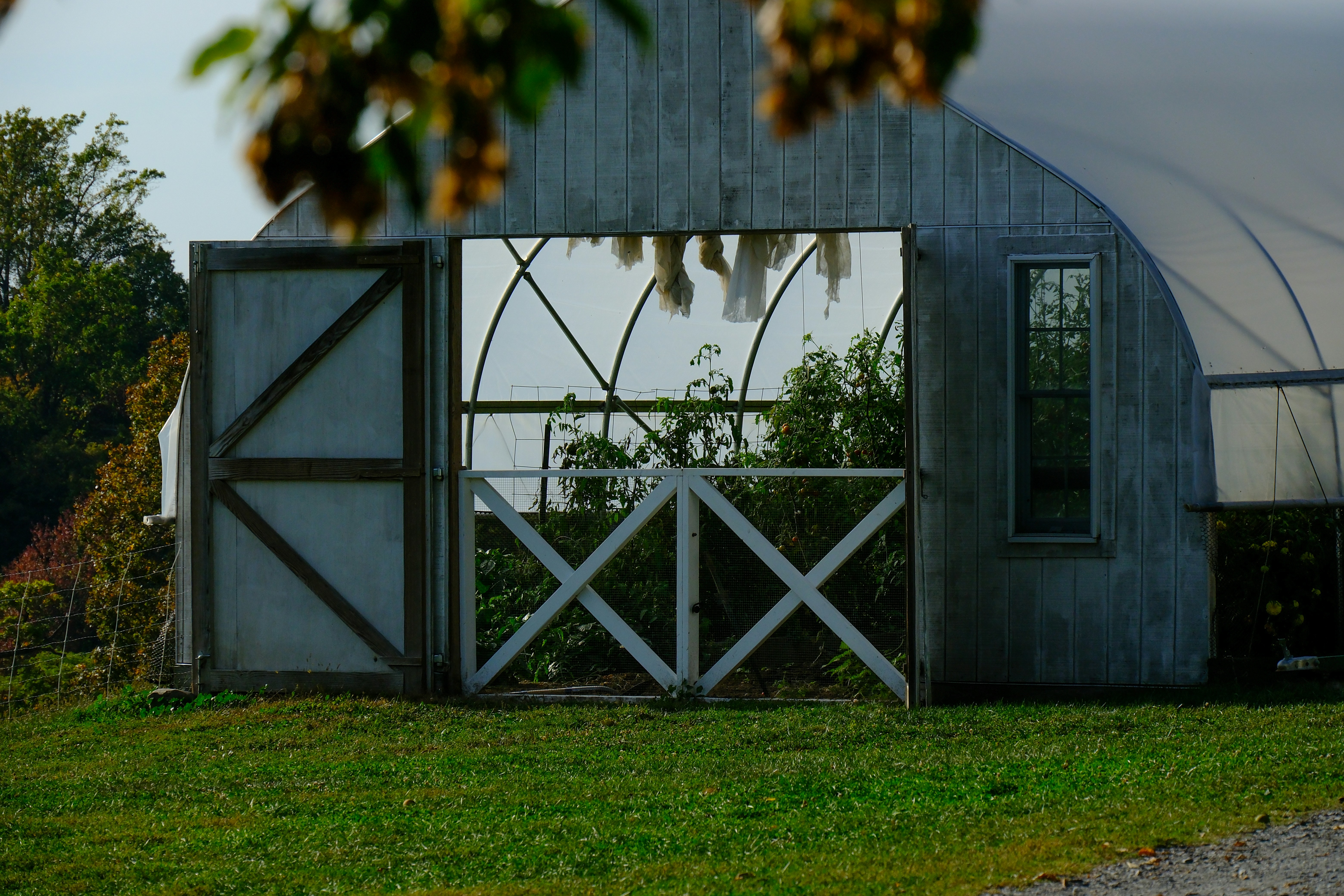 Whispers of Nature: The Greenhouse's Embrace