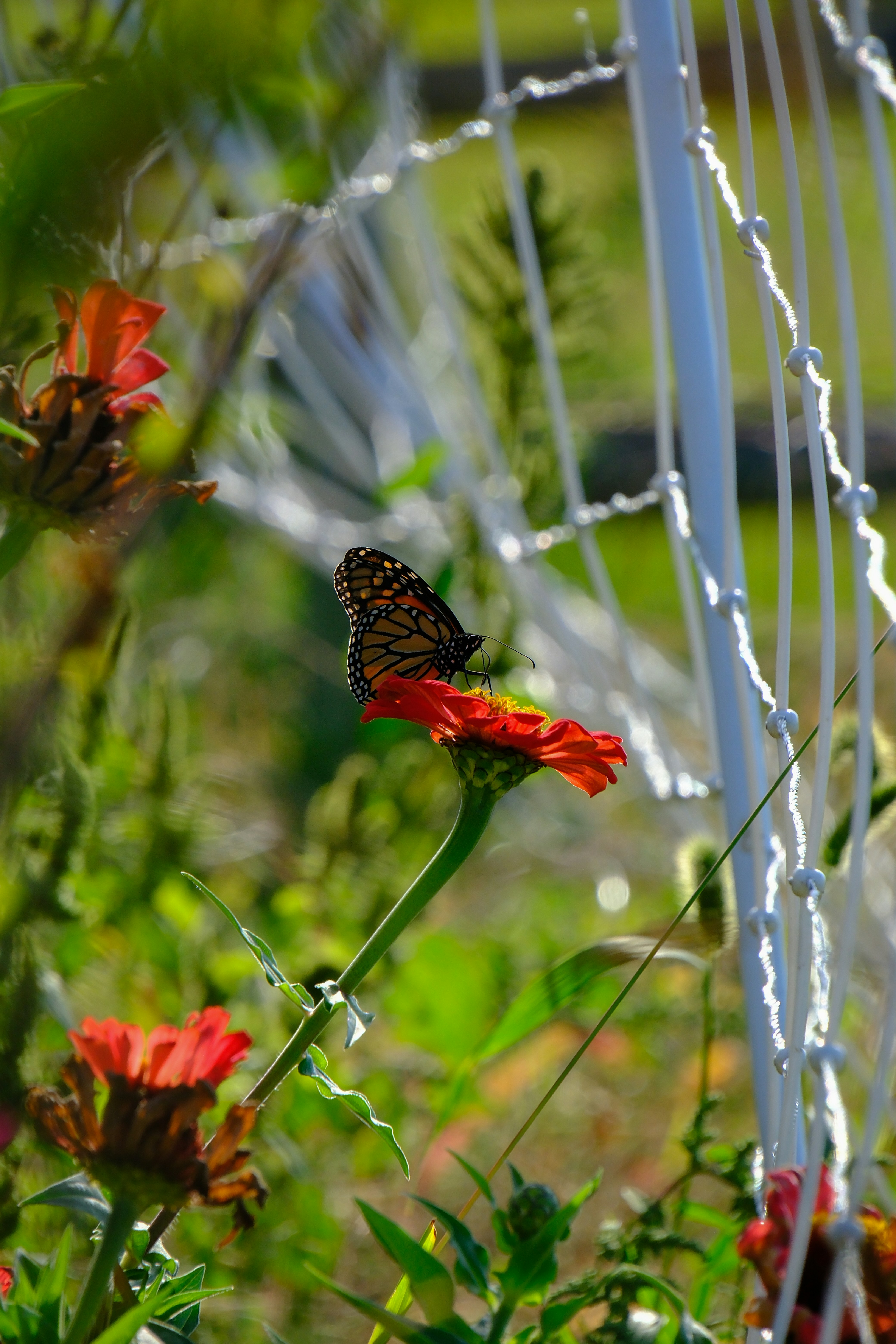 Whispers of Nature: A Monarch's Embrace