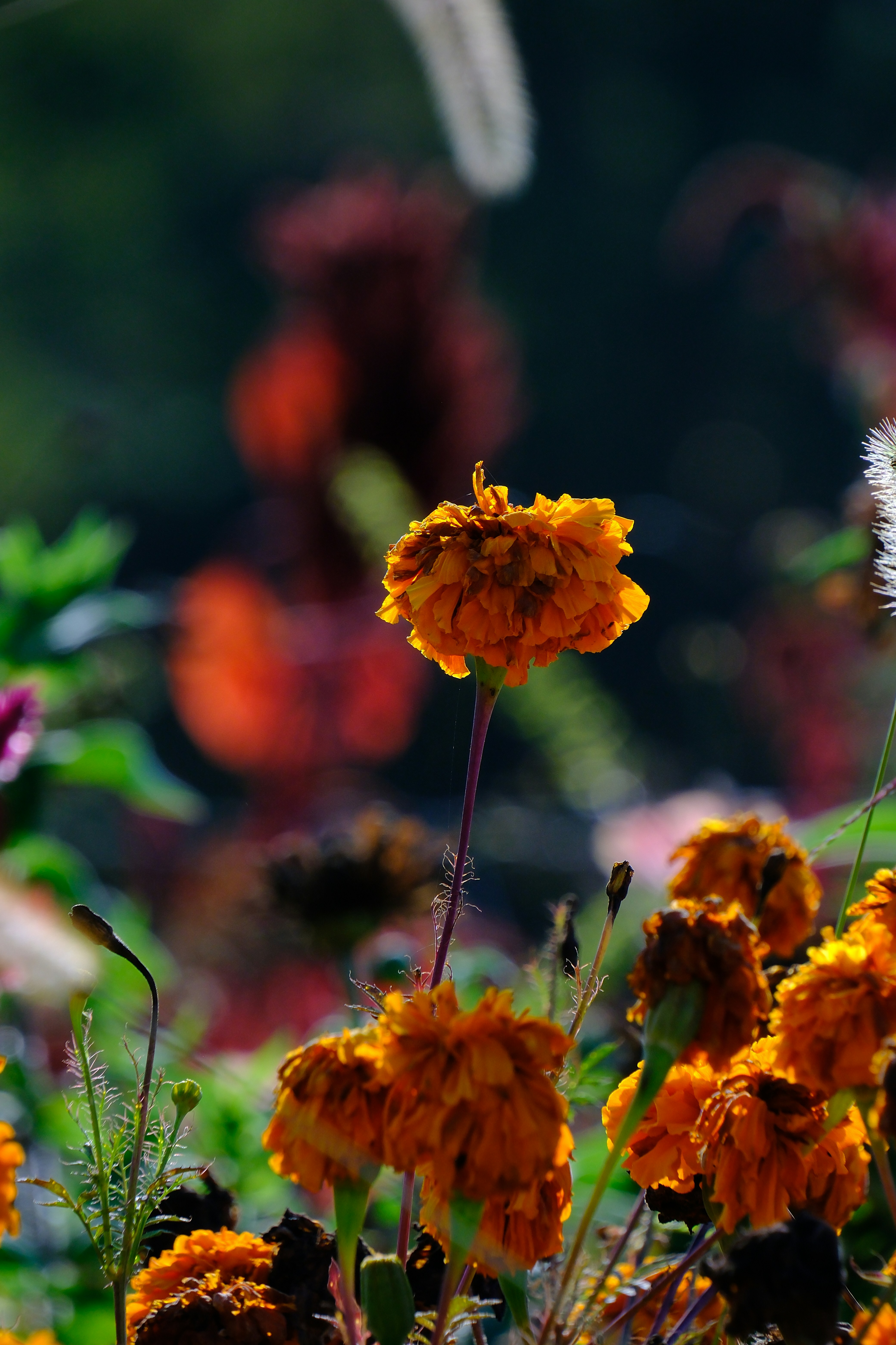 Vibrant marigolds stand out against a blurred backdrop of rich hues, showcasing the beauty of nature's palette.