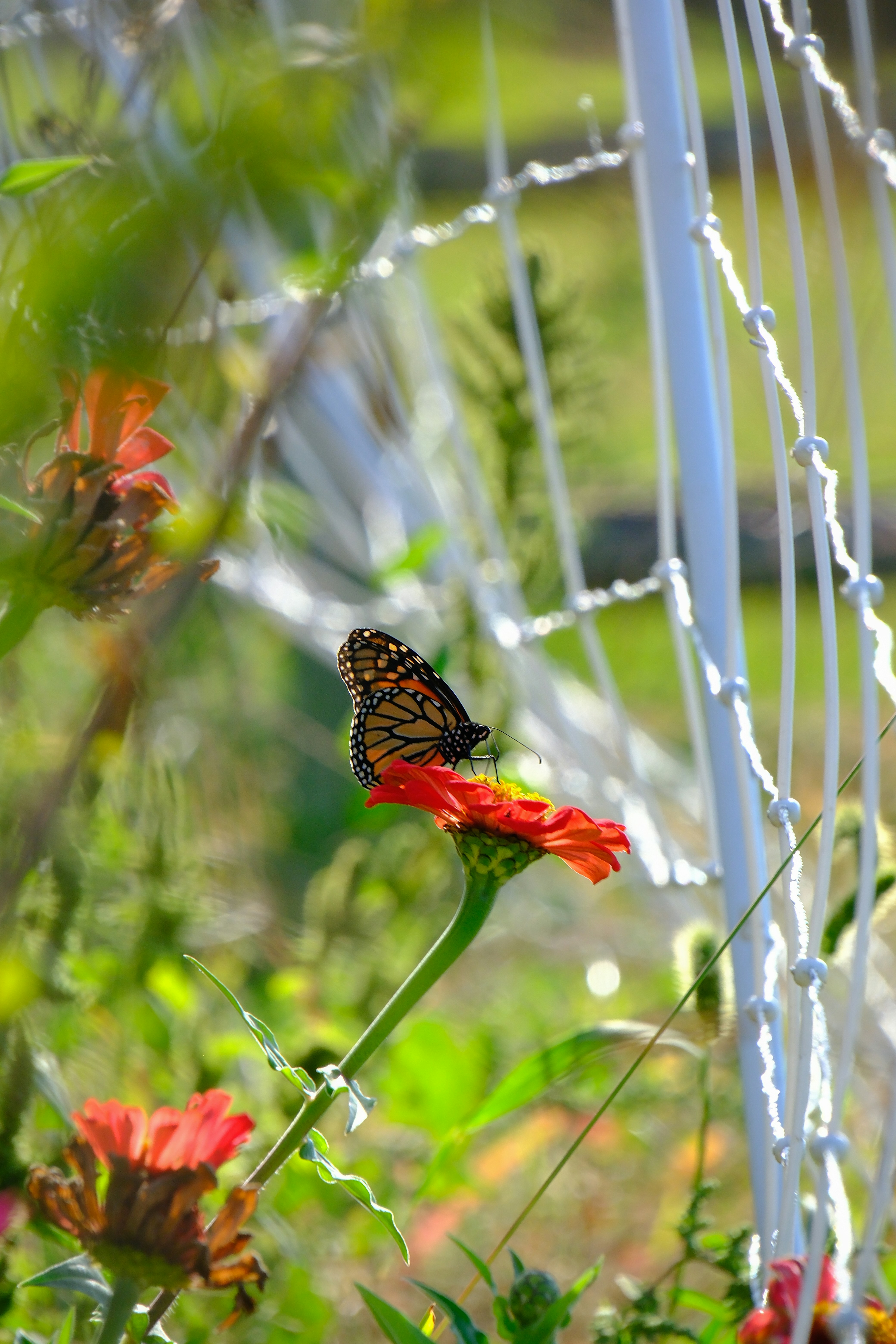 Monarch butterfly resting on vibrant orange flower amidst a lush garden backdrop, framed by delicate foliage.