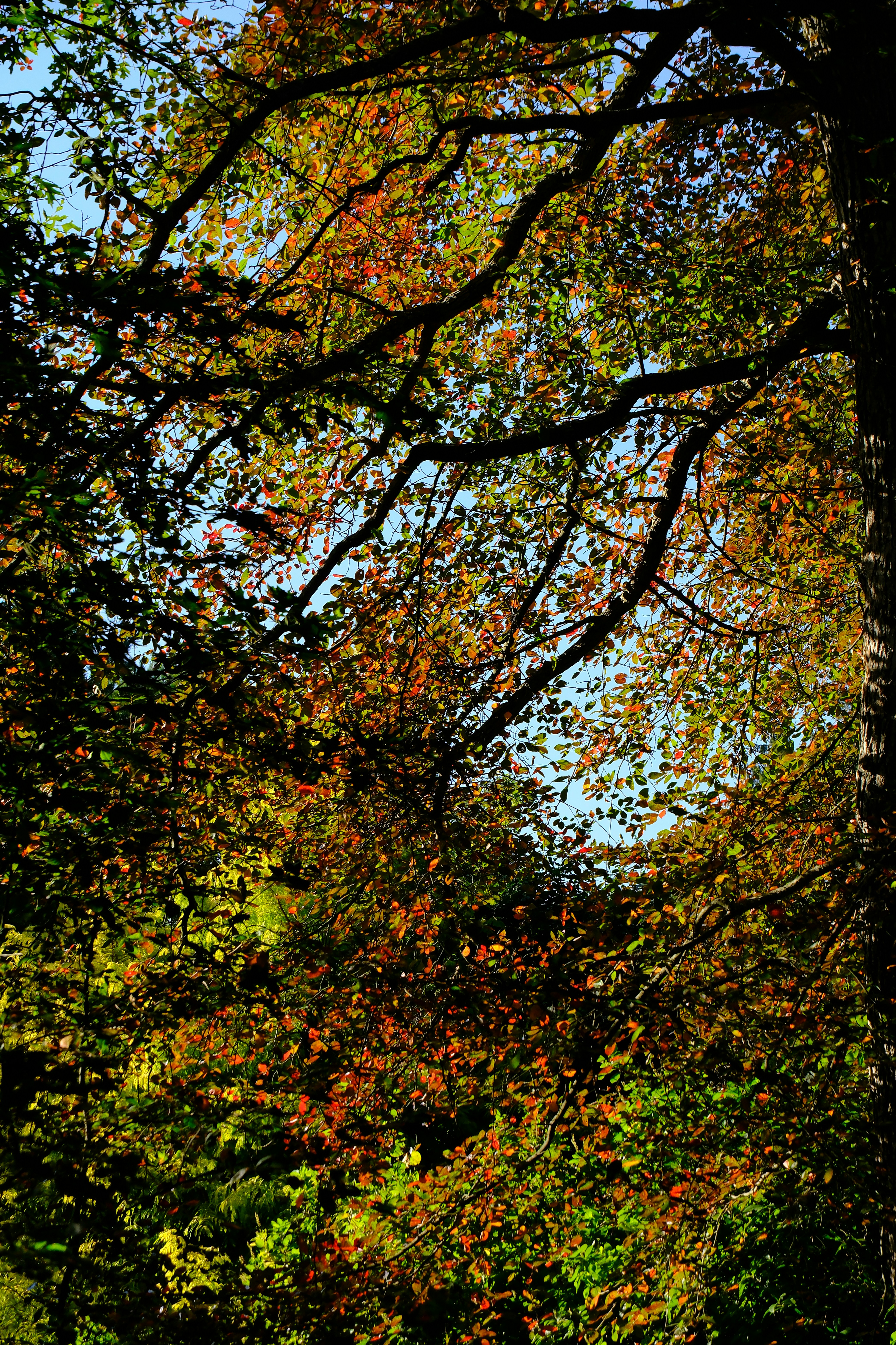 Vibrant autumn leaves in shades of red, orange, and green, illuminated by sunlight filtering through the branches.