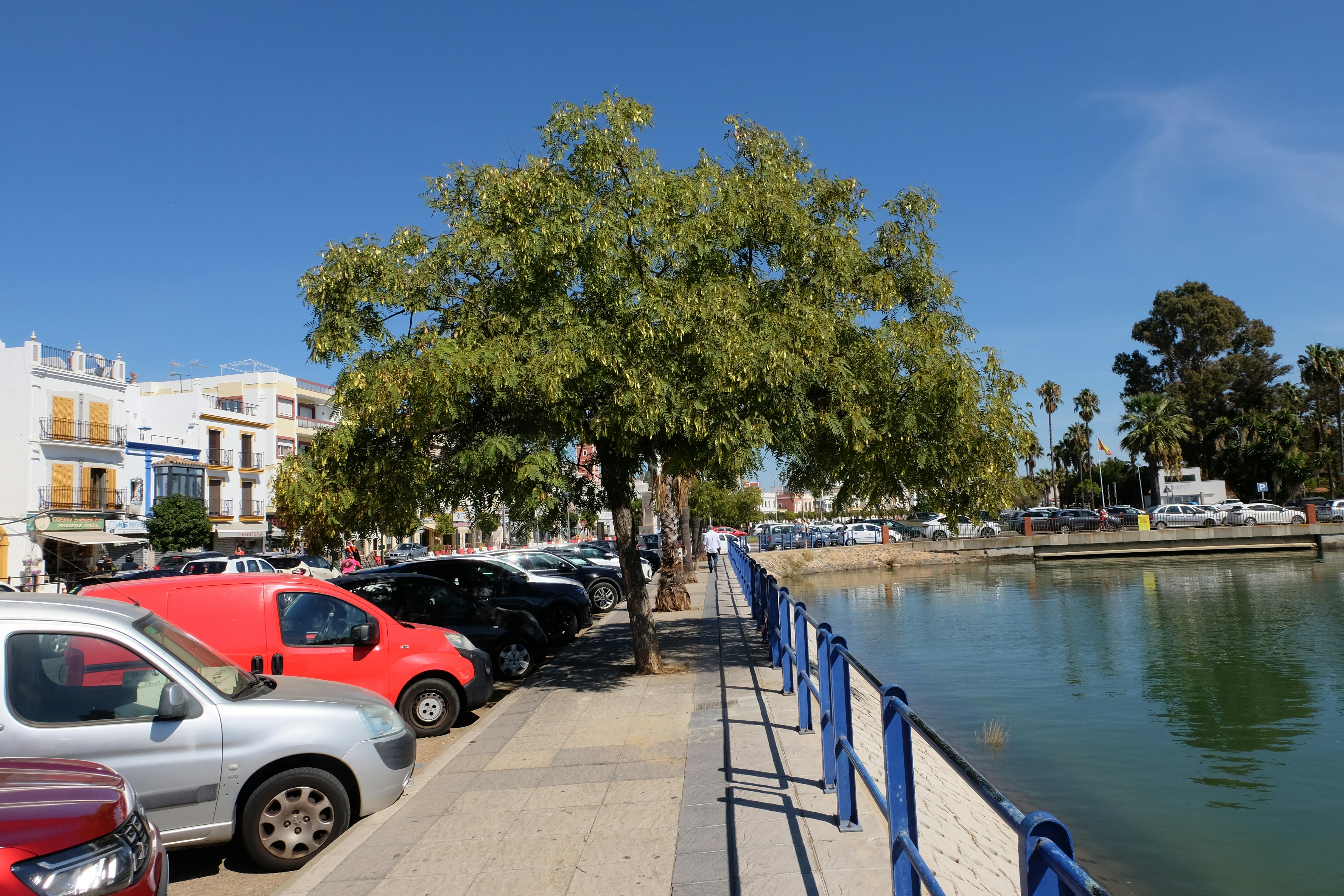 Cars parked along a waterfront promenade with a tree.