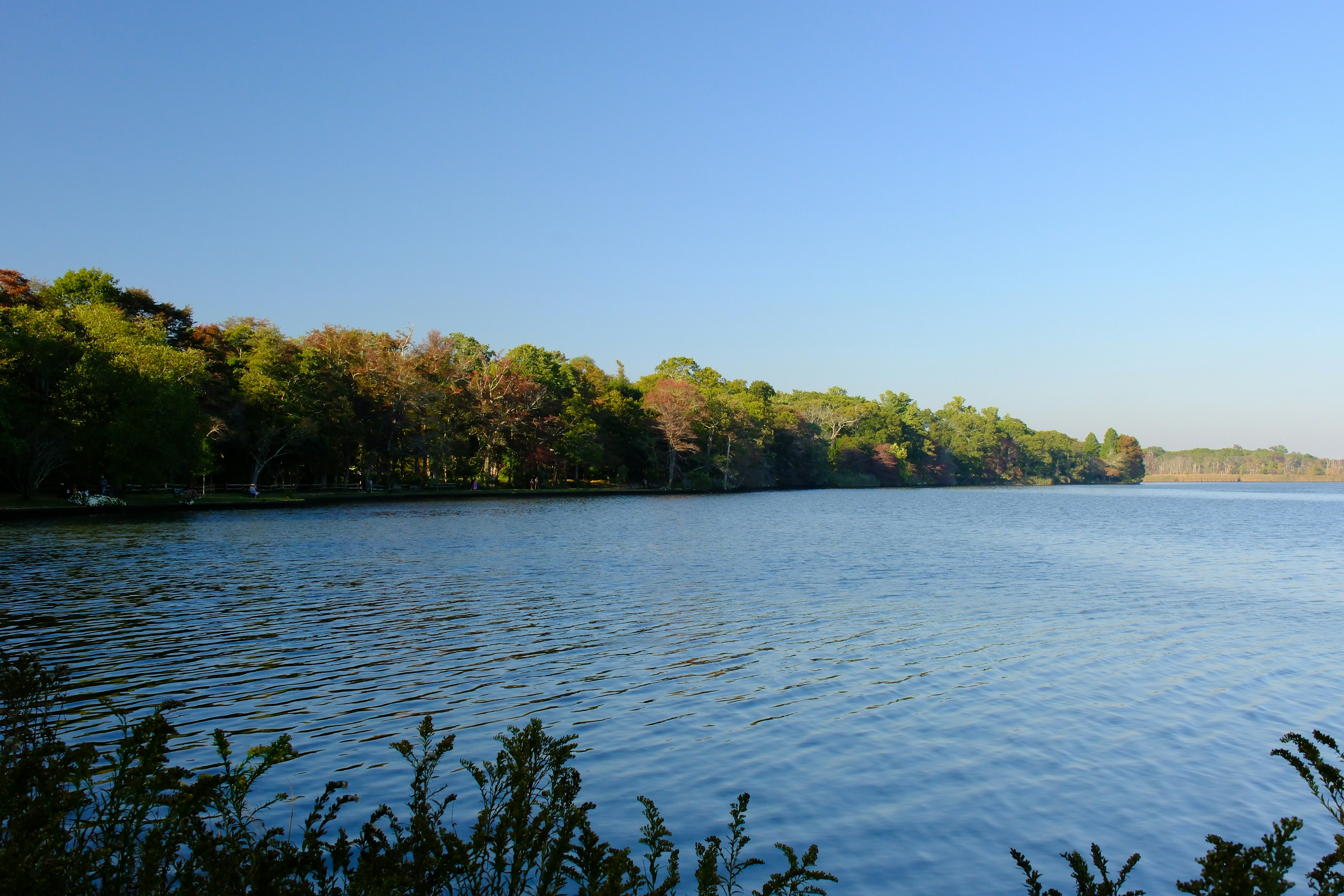 plants in foreground, body of water and changing color trees in background | Calm blue lake with green trees on the shore.