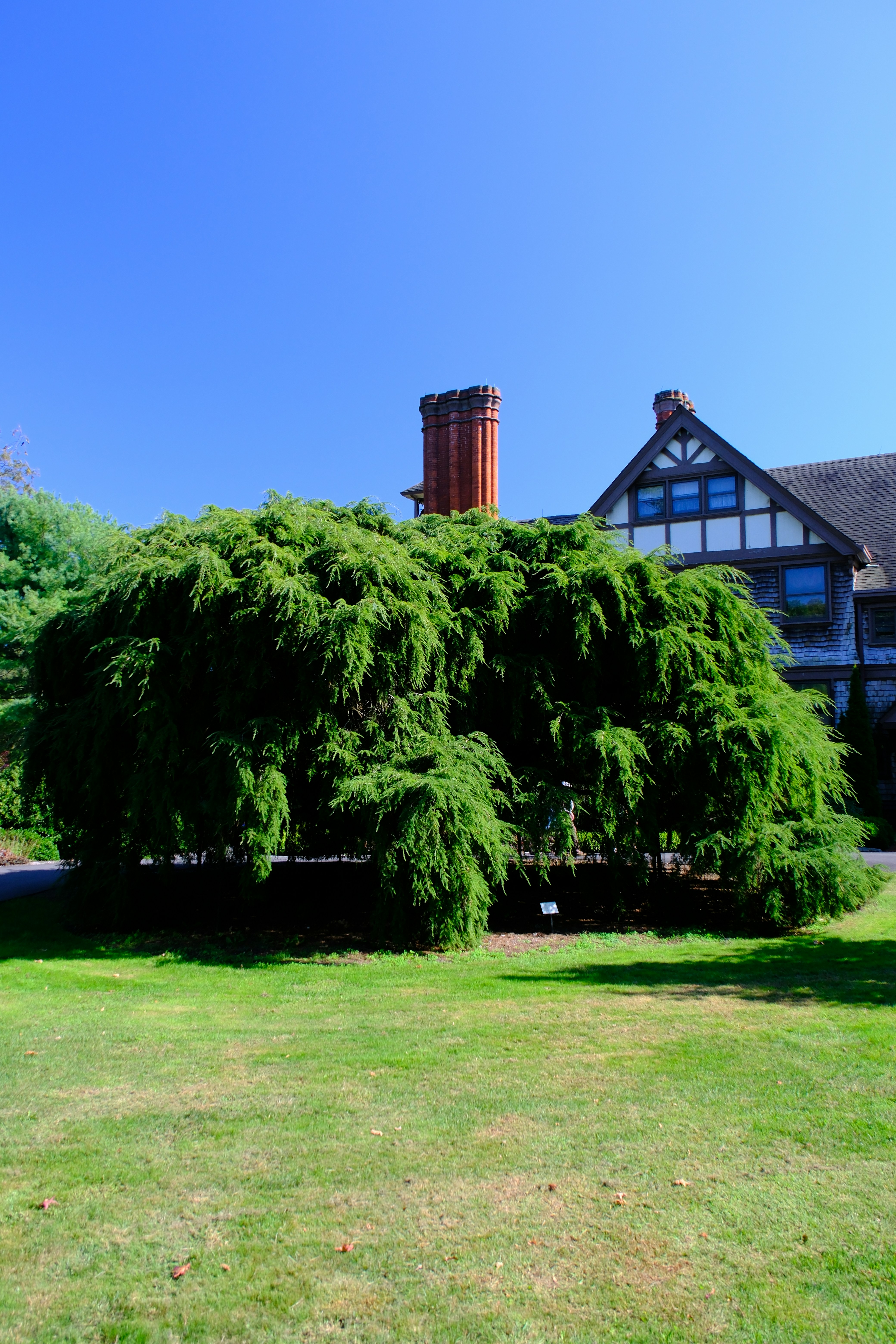 well manicured grass with large tree and mansion in background