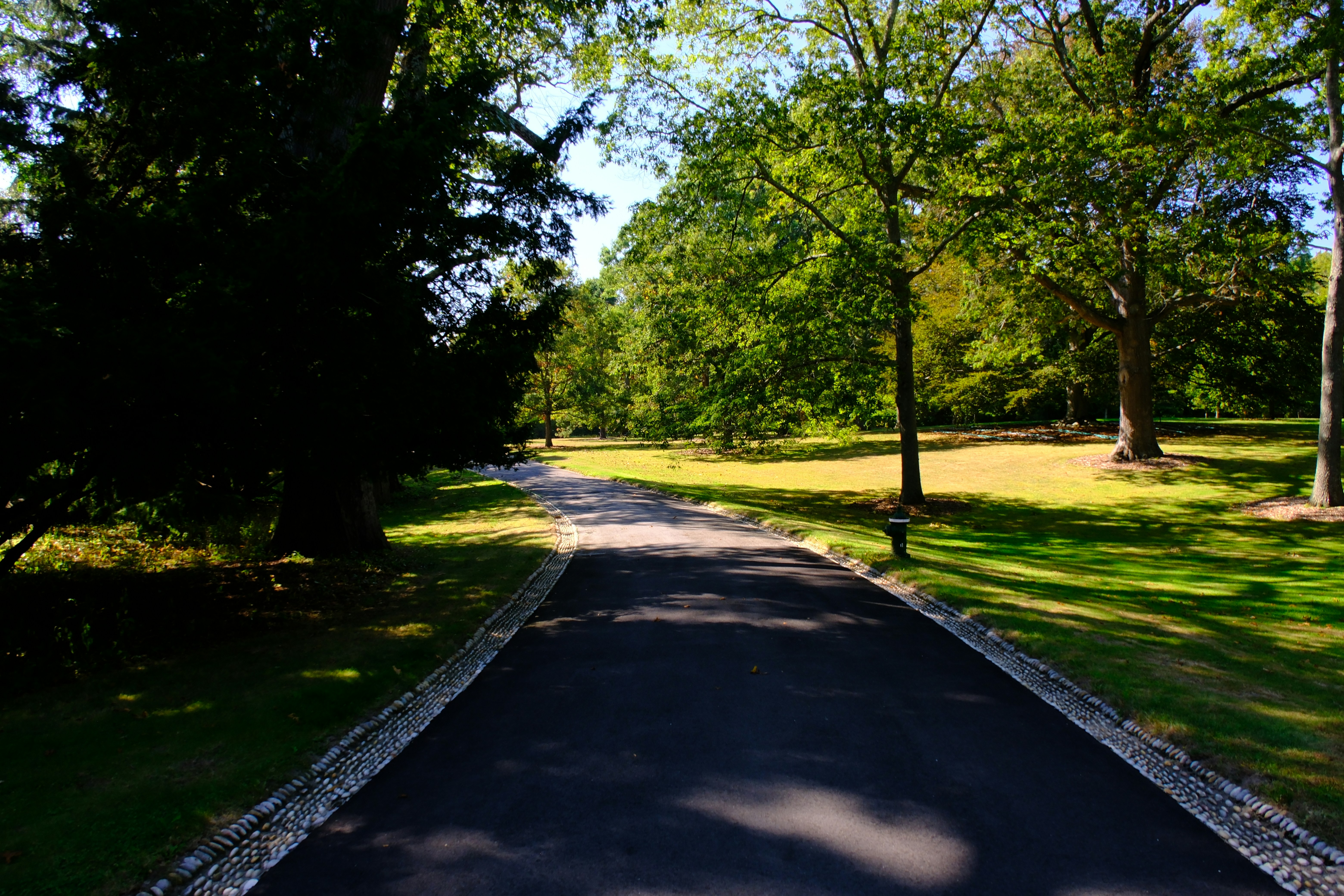 Serene Pathway Through Lush Greenery