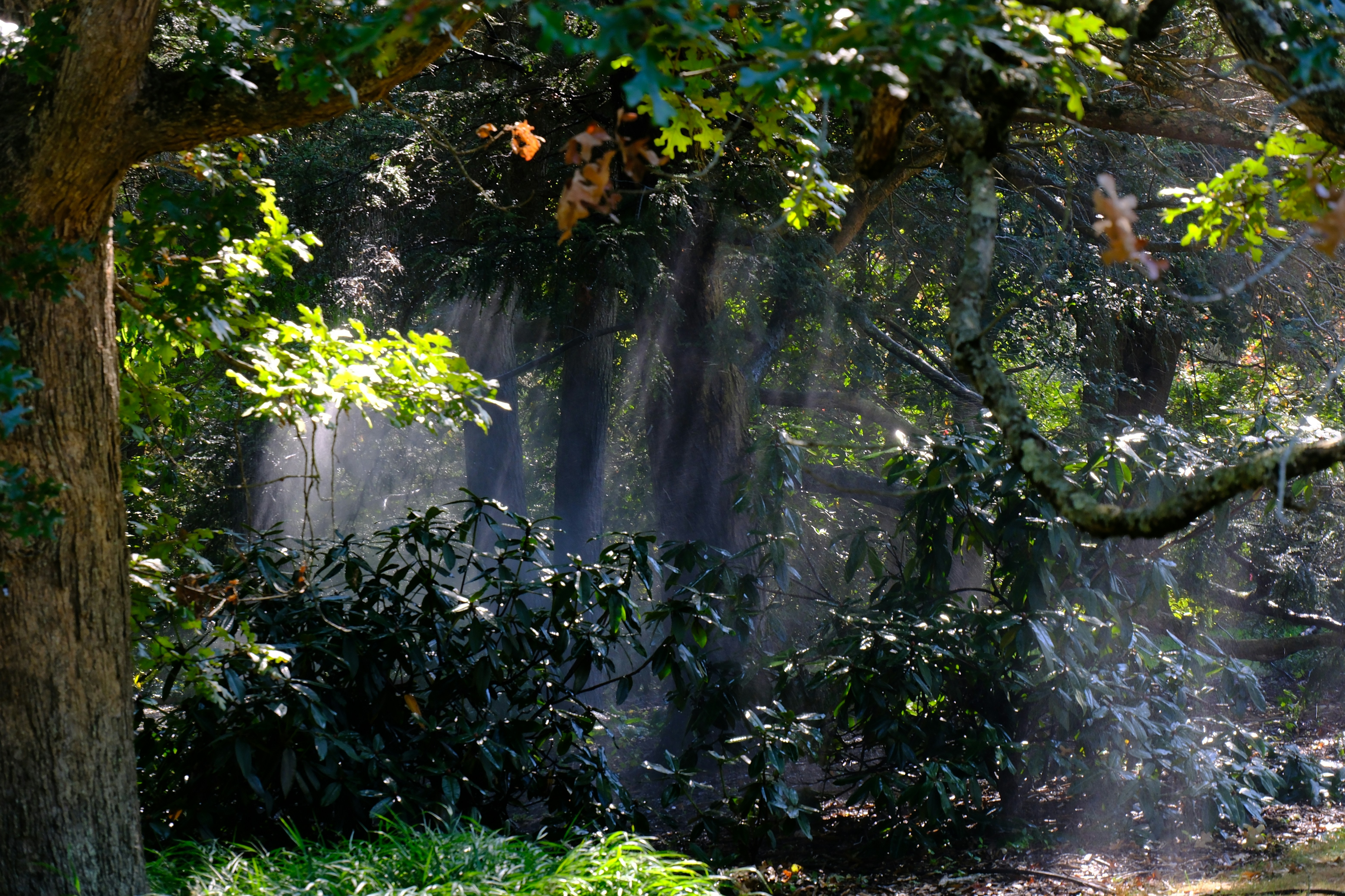 Whispers of Light in the Woodland